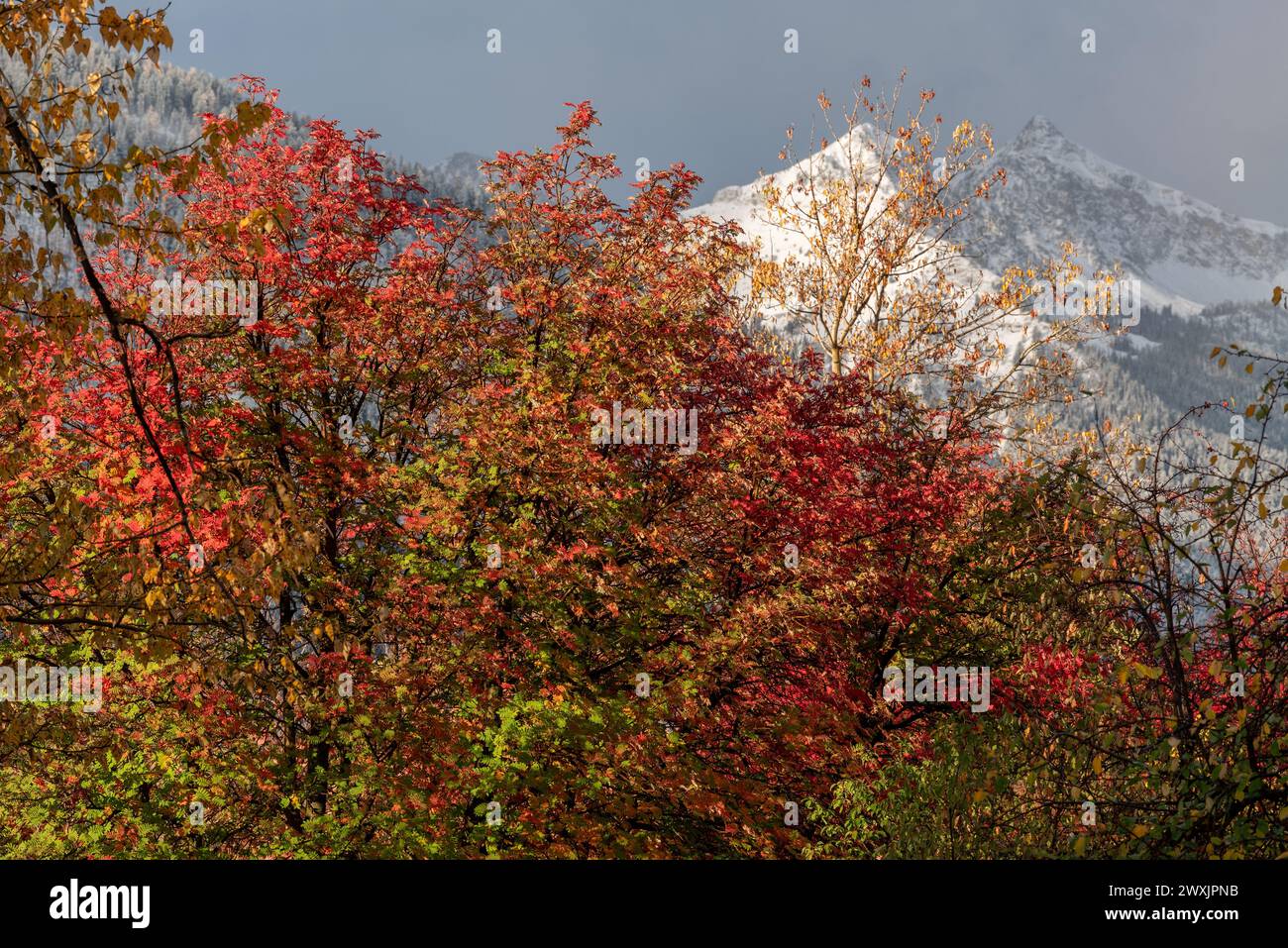Fall foliage, Wallowa Valley, Oregon Stock Photo - Alamy