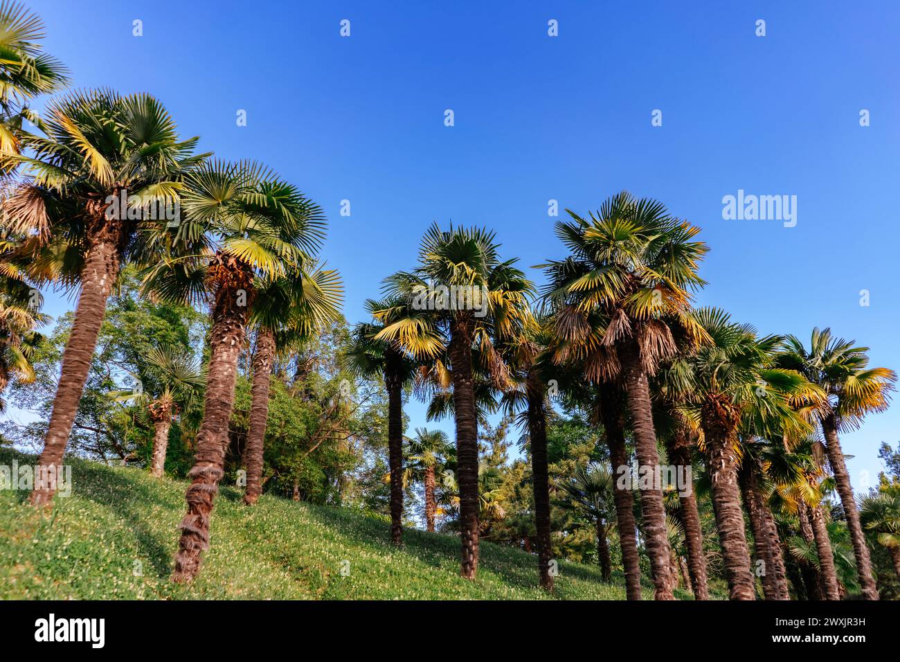 palm trees growing on slope with green grass in front of blue sky ...