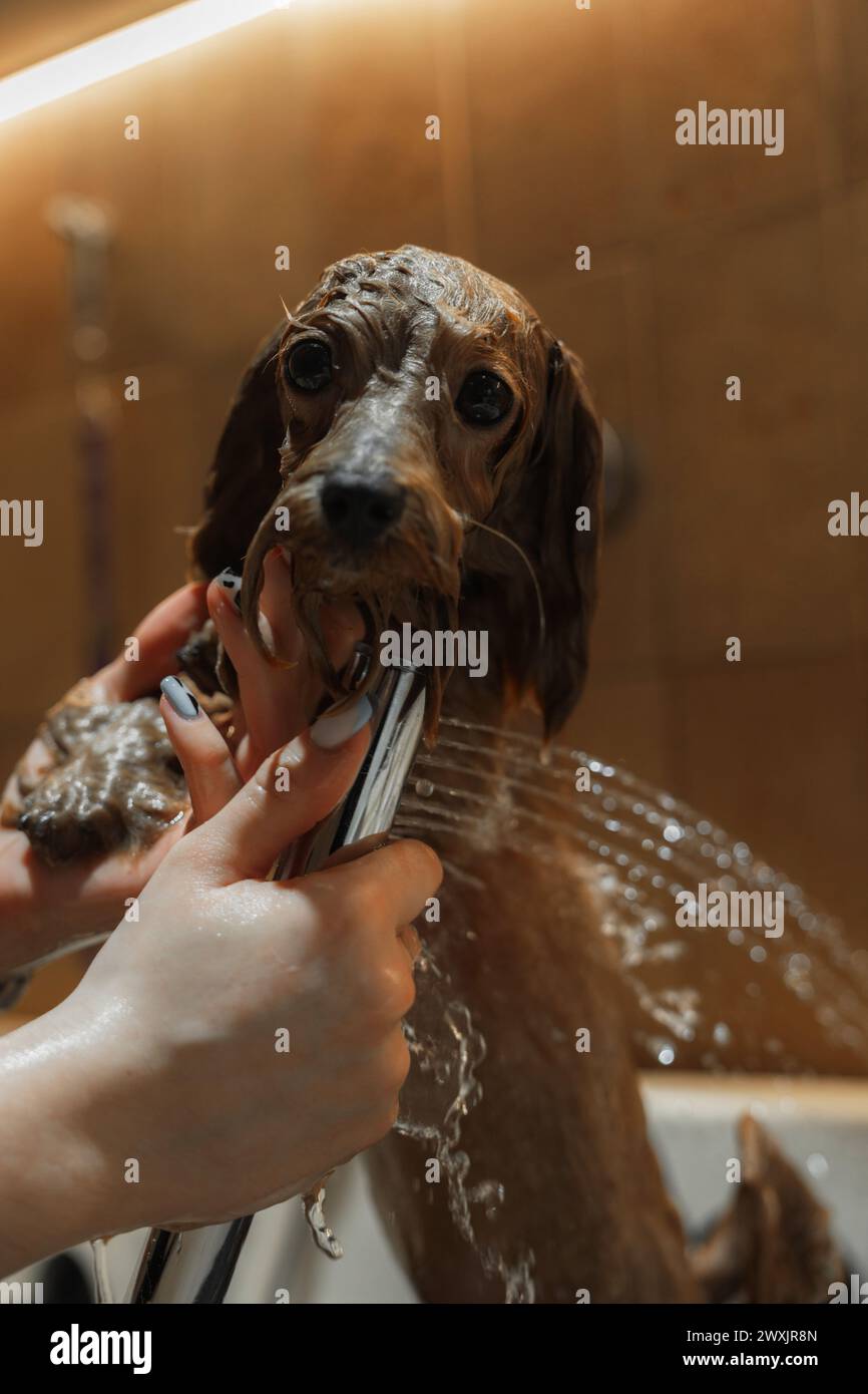 Washing a small dog in a grooming salon Stock Photo - Alamy