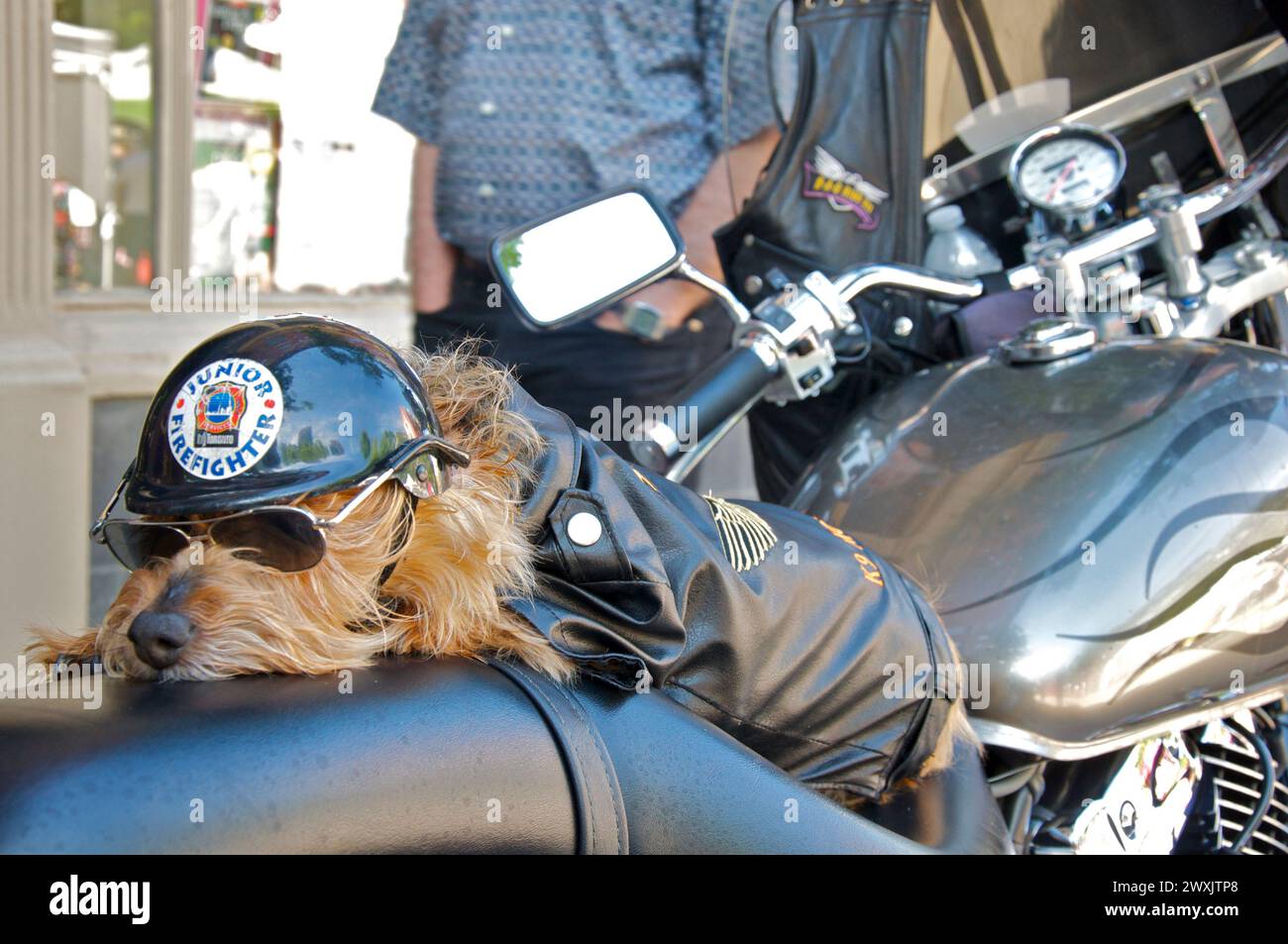 Photo of a cute young dog resting on the motorcycle Stock Photo - Alamy