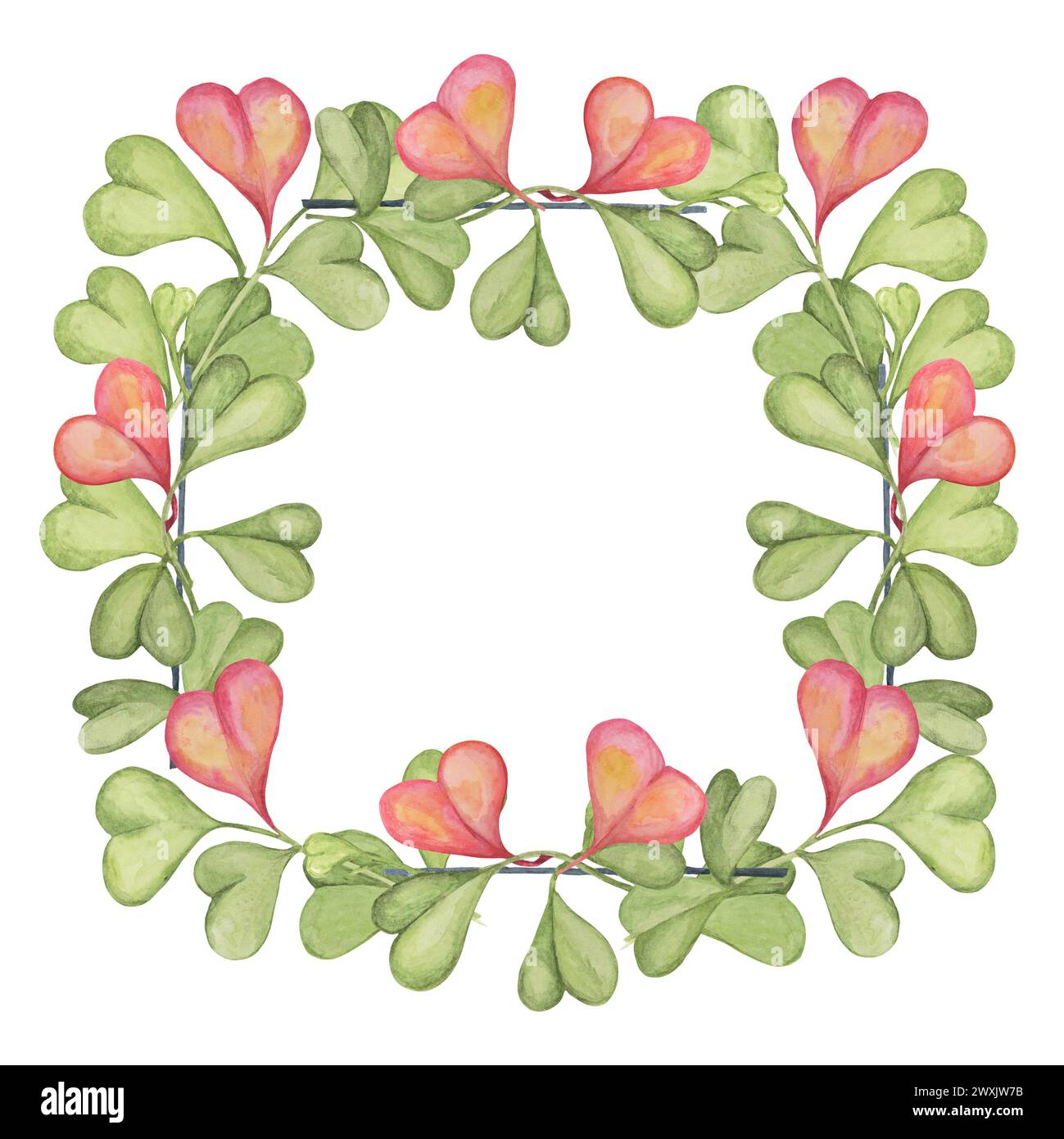 Square frame with gentle sweetheart hoya, hoya kerrii plant in pink and ...