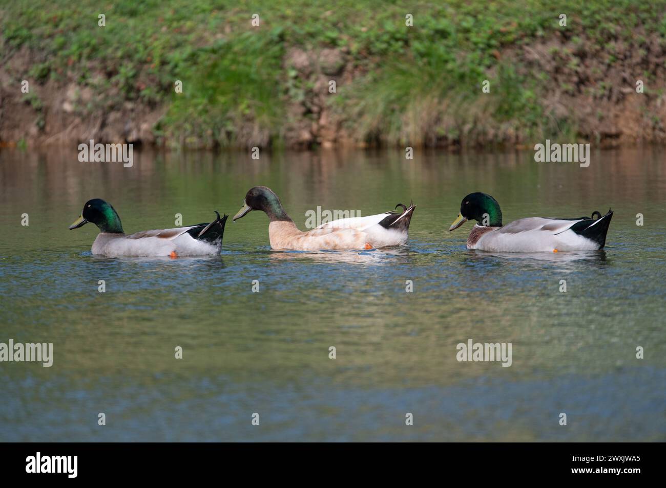 Three male Mallard Ducks swimming together in a row near the grassy ...