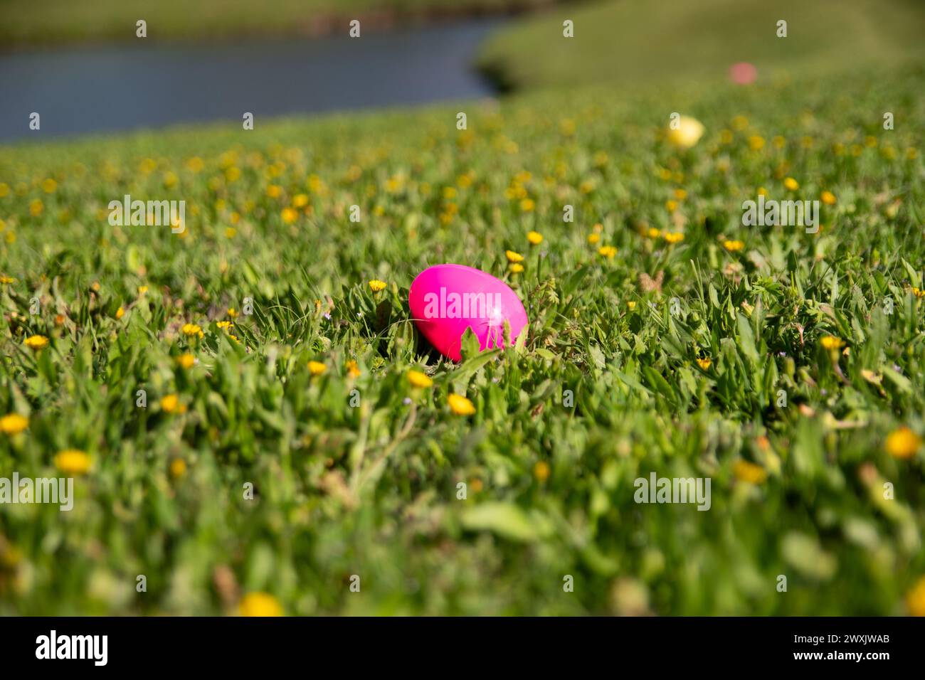 A pink, plastic Easter egg hidden in the short grass in a neighborhood ...
