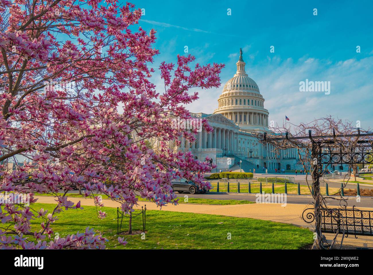Capitol building at spring blossom magnolia tree, Washington DC. U.S ...