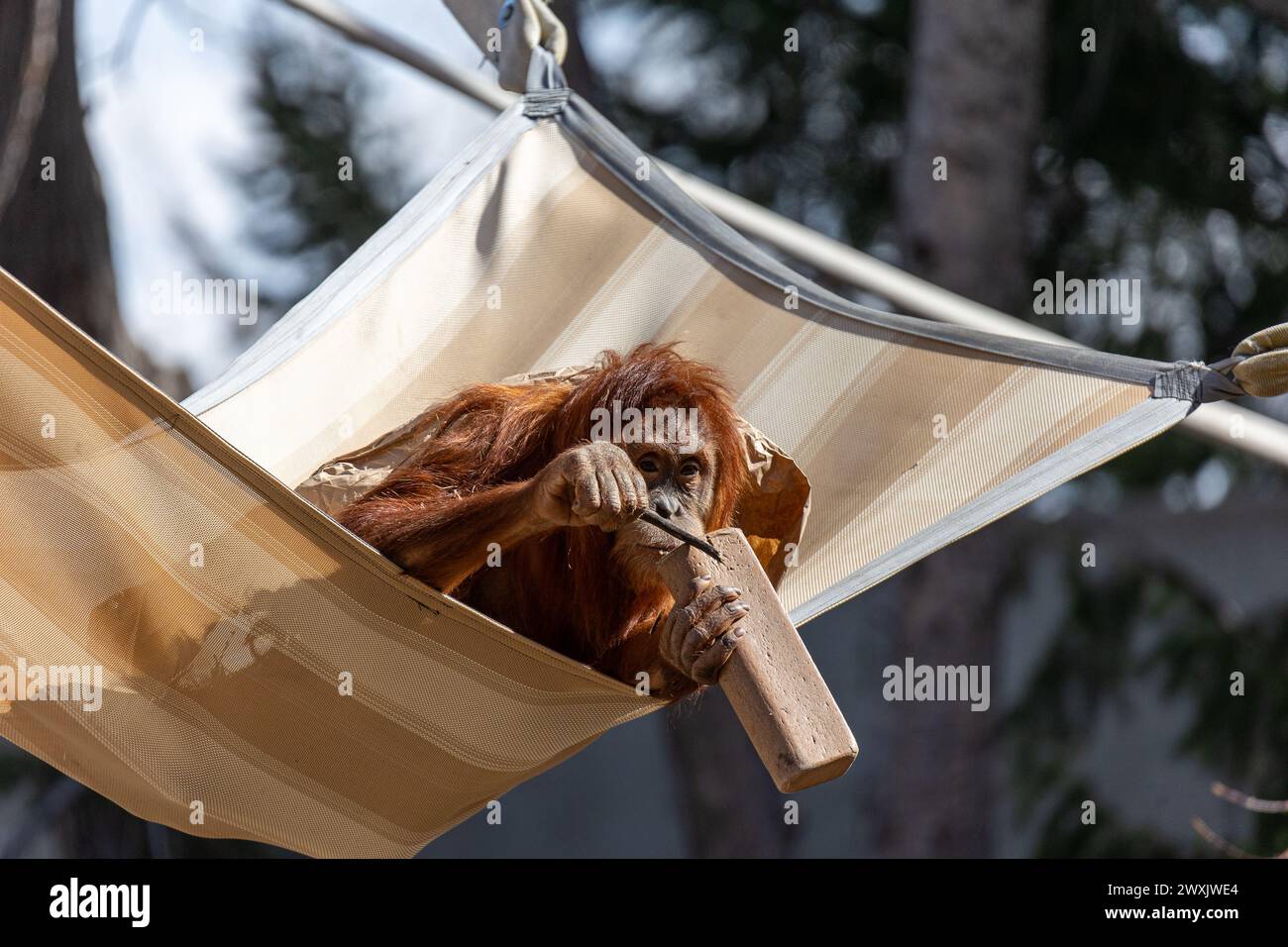 Reclining monkey hi-res stock photography and images - Alamy