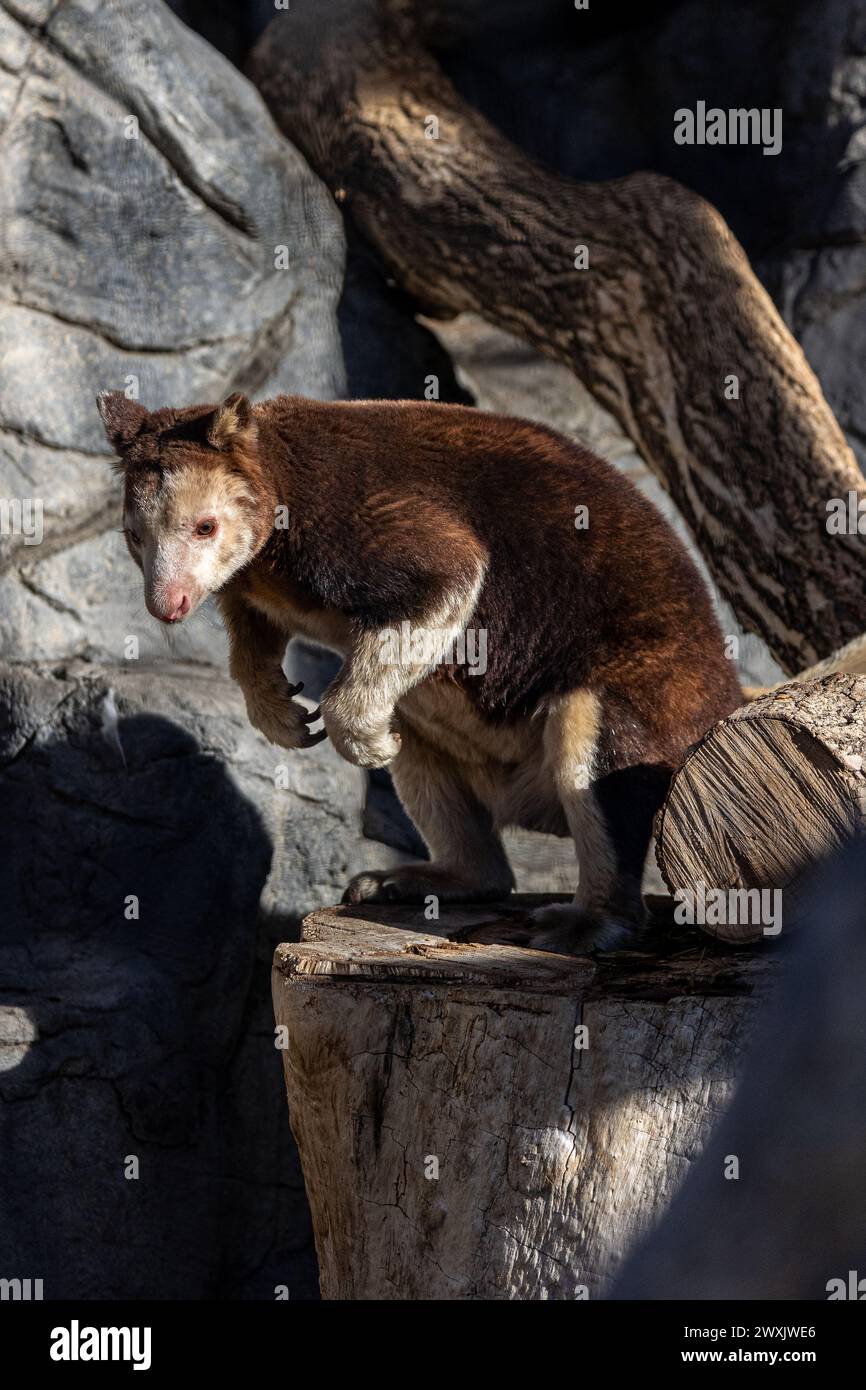 A small animal wandering on a sunny rocky surface Stock Photo - Alamy