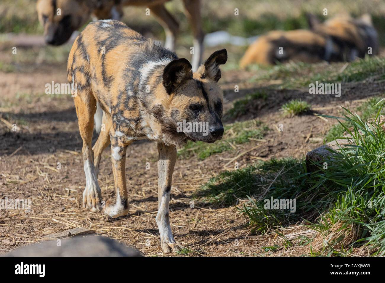 Group of dogs on grass hi-res stock photography and images - Alamy