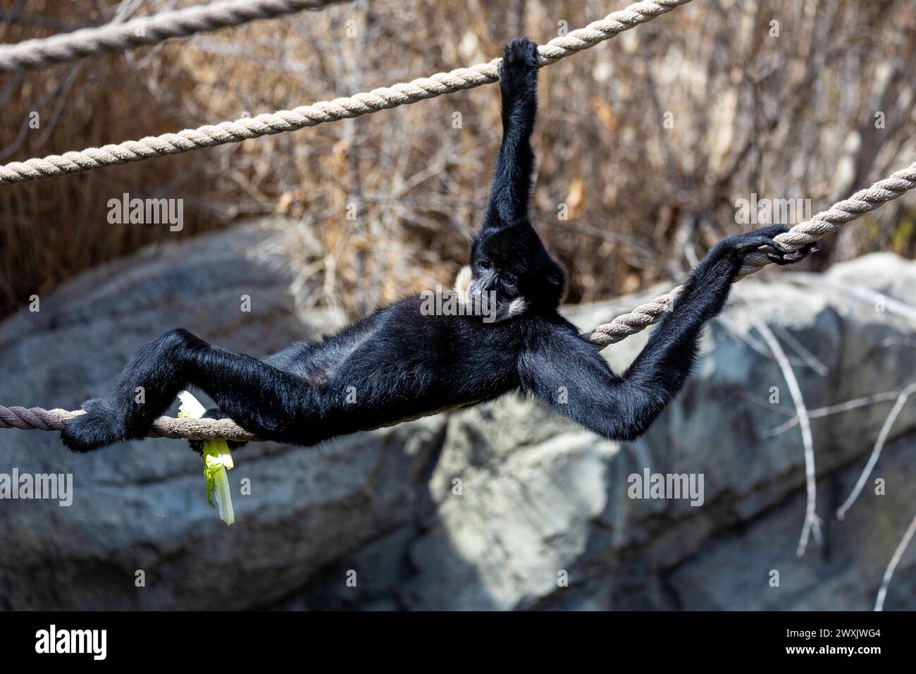 Monkey swinging rope hi-res stock photography and images - Alamy