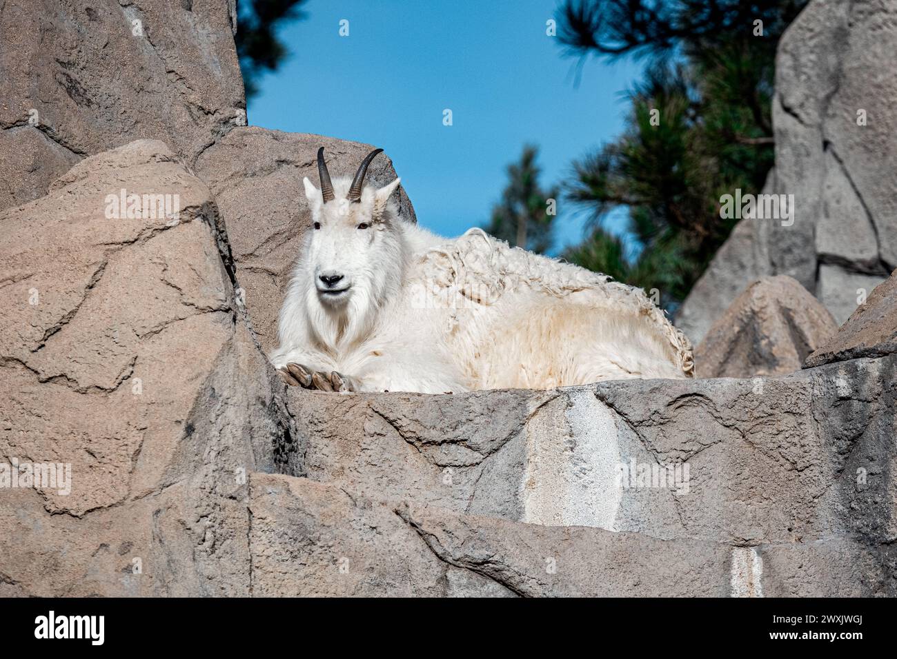 Cliffside goat adventure hi-res stock photography and images - Alamy