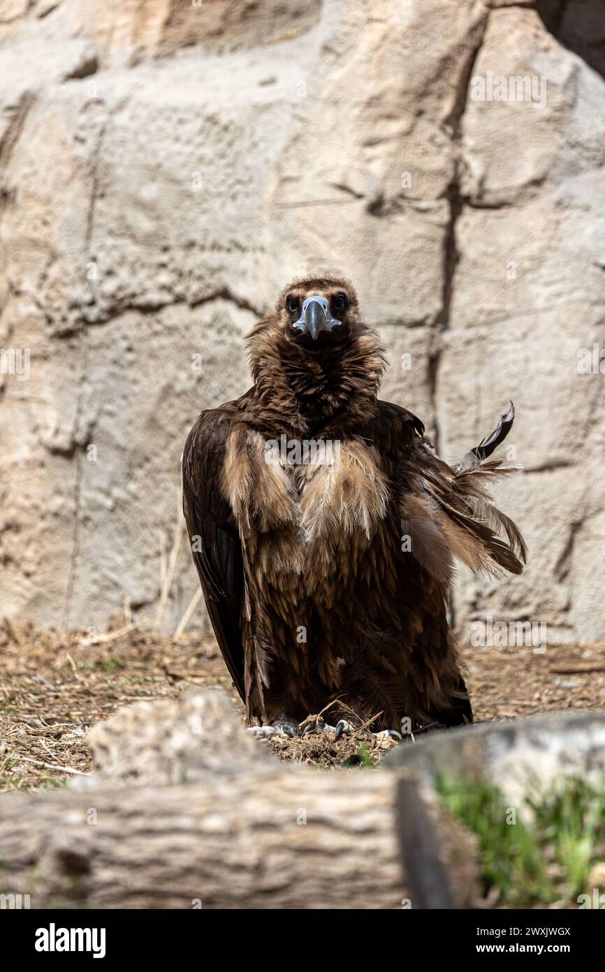 Vulture perched on rock next to log in zoo habitat Stock Photo - Alamy
