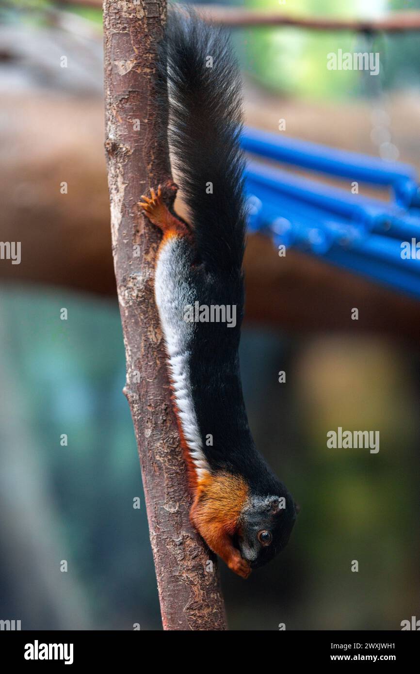 A solitary animal perched on a branch with a backdrop Stock Photo - Alamy