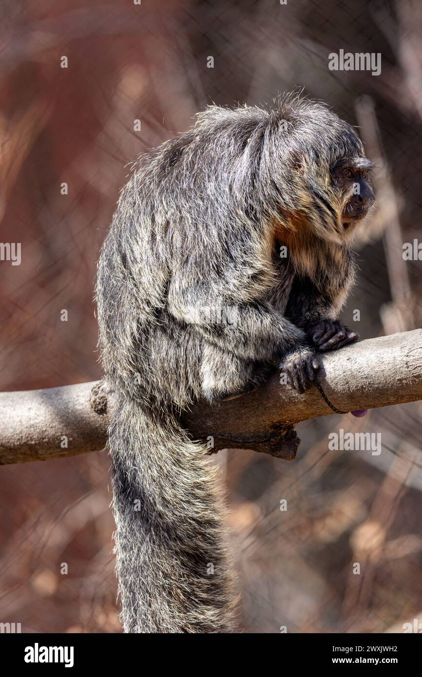 Curled tail of a monkey hi-res stock photography and images - Alamy