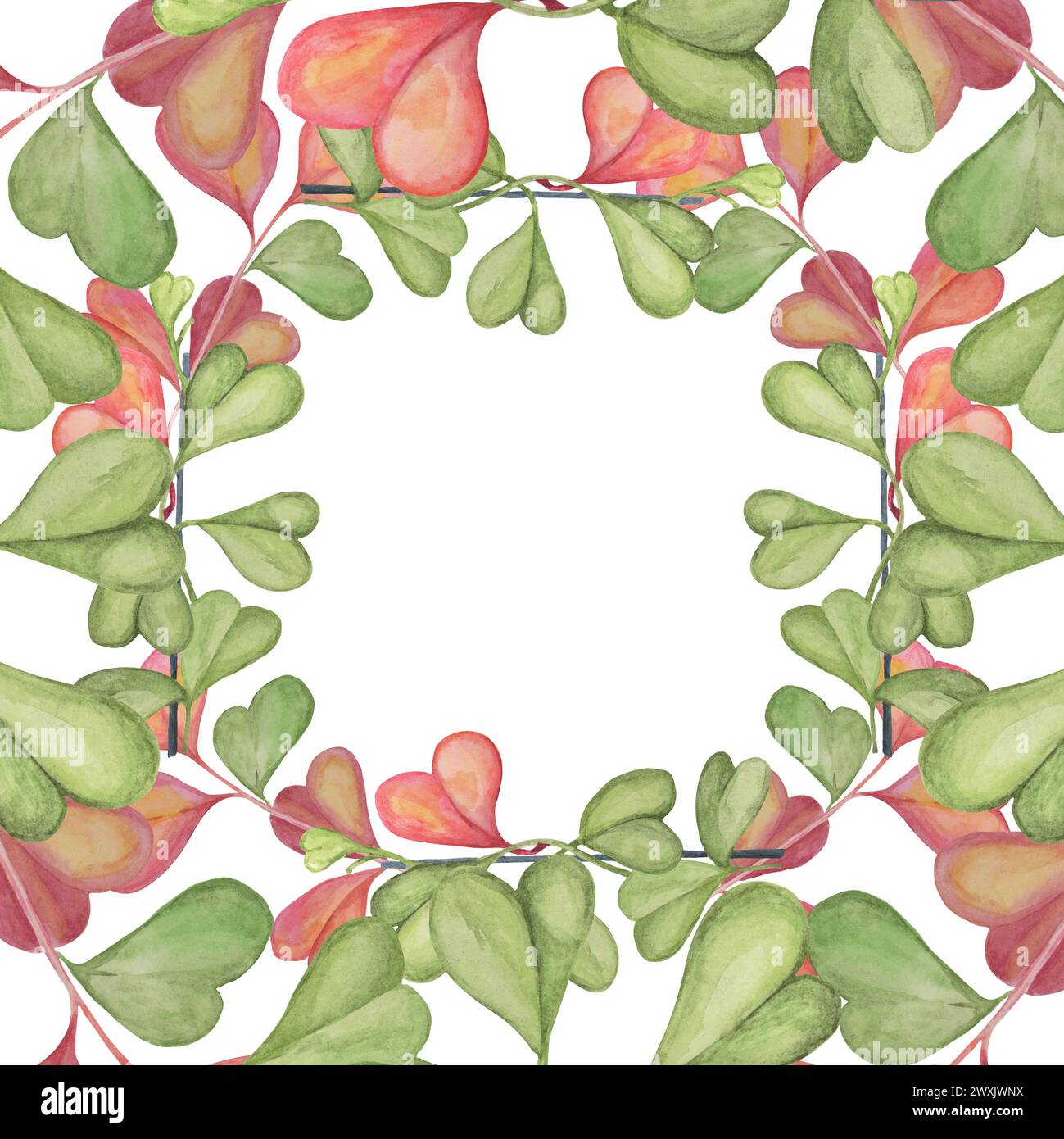 Square frame with dense sweetheart hoya, hoya kerrii plant in pink and ...