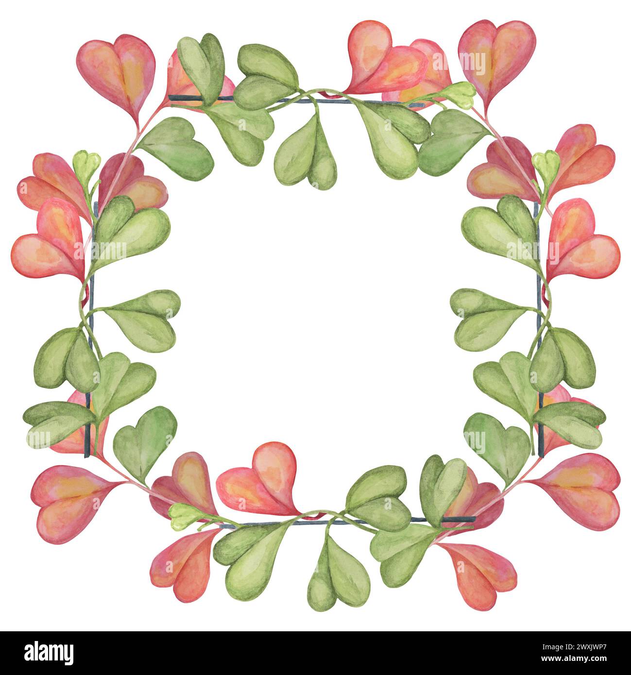 Square frame with sweetheart hoya, hoya kerrii plant in pink and green ...