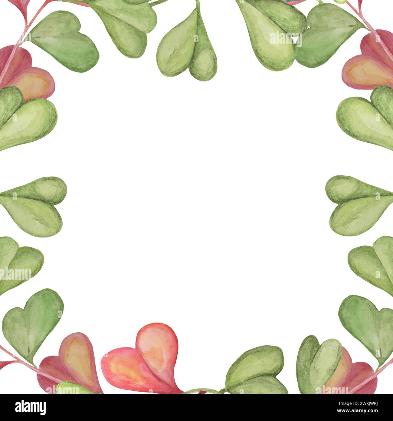 Square frame with sweetheart hoya, hoya kerrii plant in pink and green ...