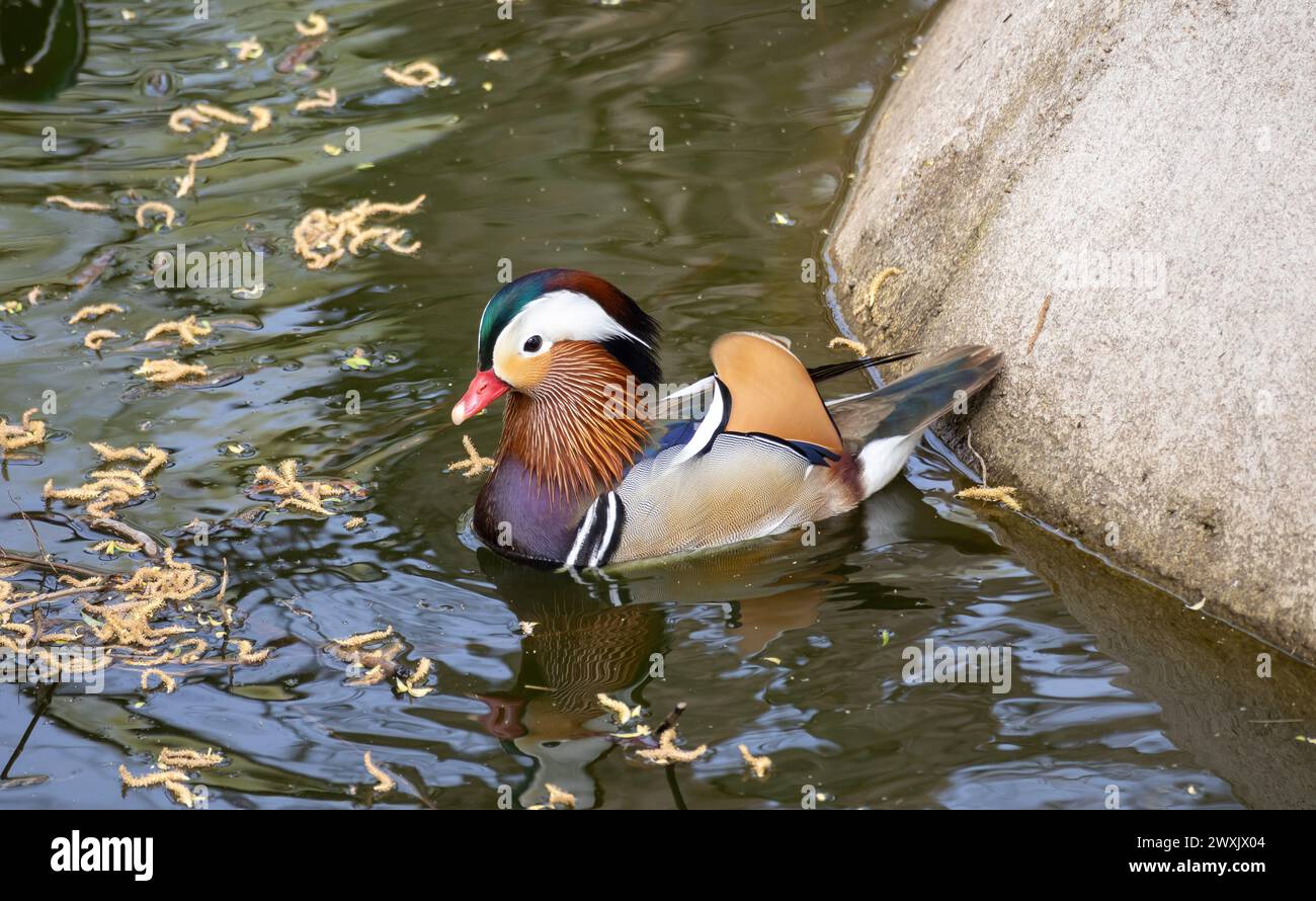 Colorful Mandarin Duck Swimming In A Calm Pond Stock Photo - Alamy
