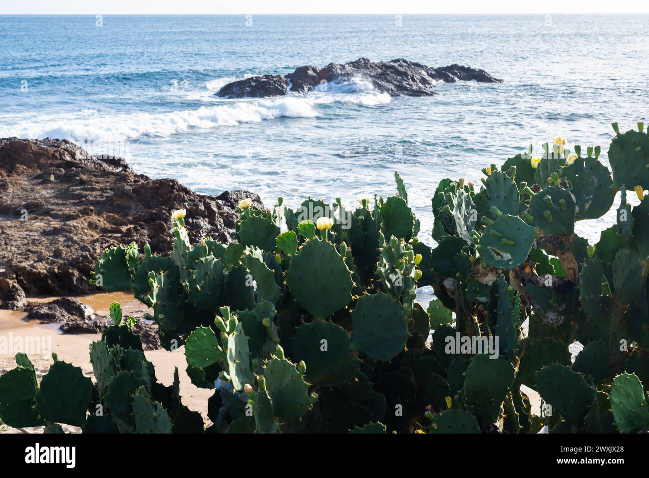 Green prickly pear tree against sea rocks and blue sky. Preserved ...