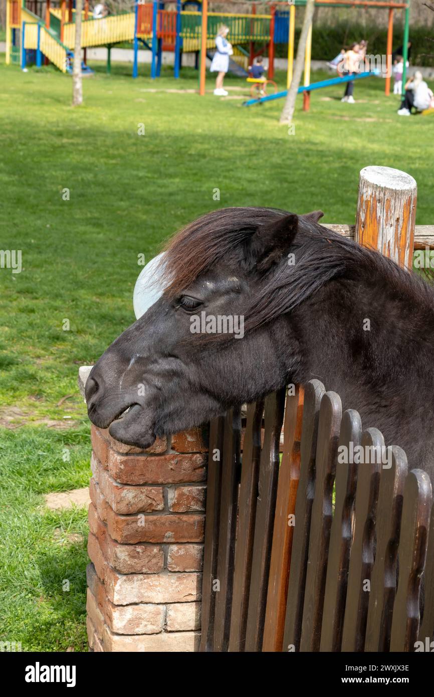 Curious and playful Shetland Pony and a children's playground in the ...