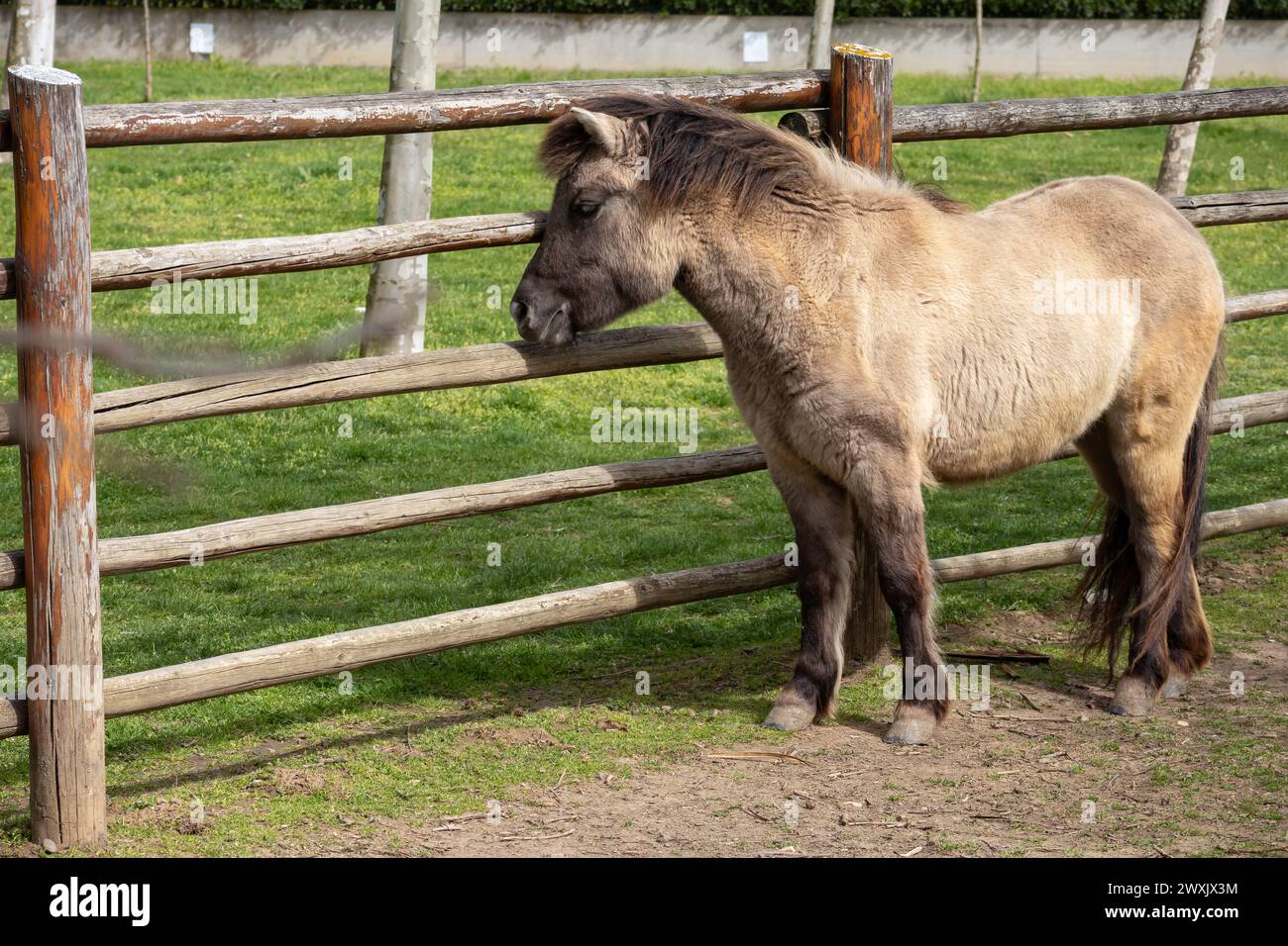 young blue dun Icelandic horse sits on the grass near the barren fence ...