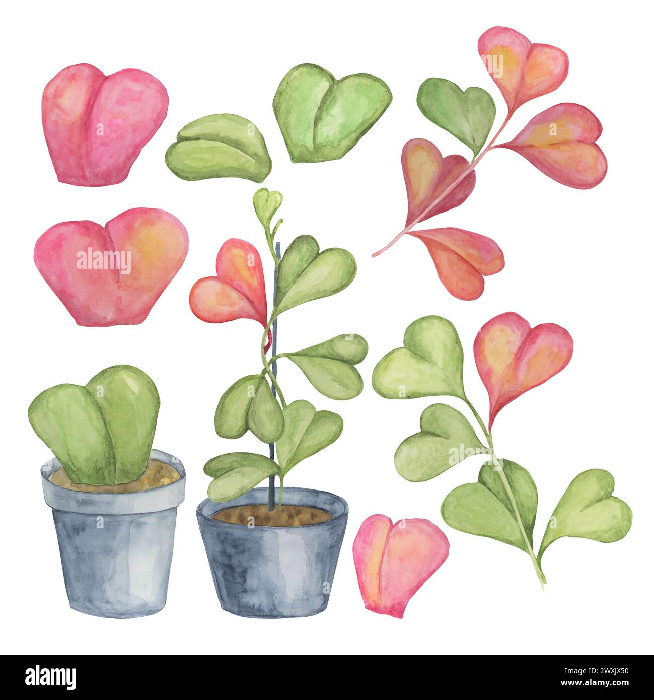 Sweetheart hoya set of elements in watercolor. Hoya kerrii love plant ...