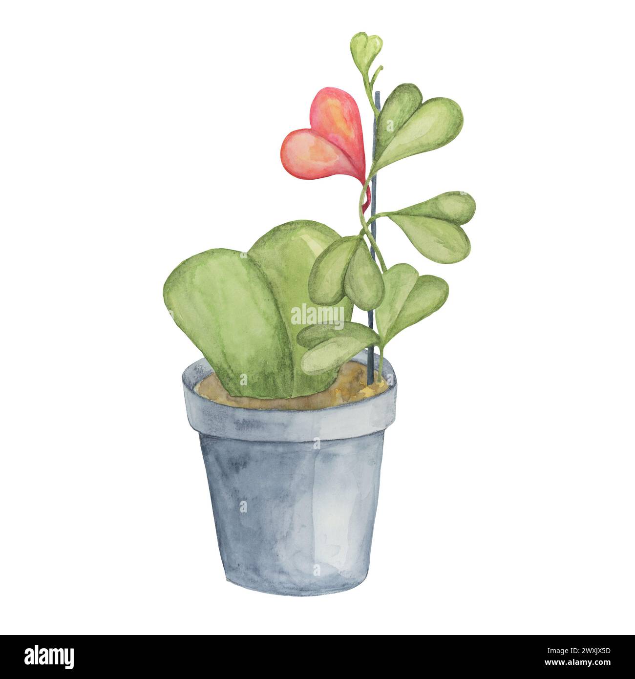 Green and pink sweetheart hoya in watercolor. Hoya kerrii love plant in ...