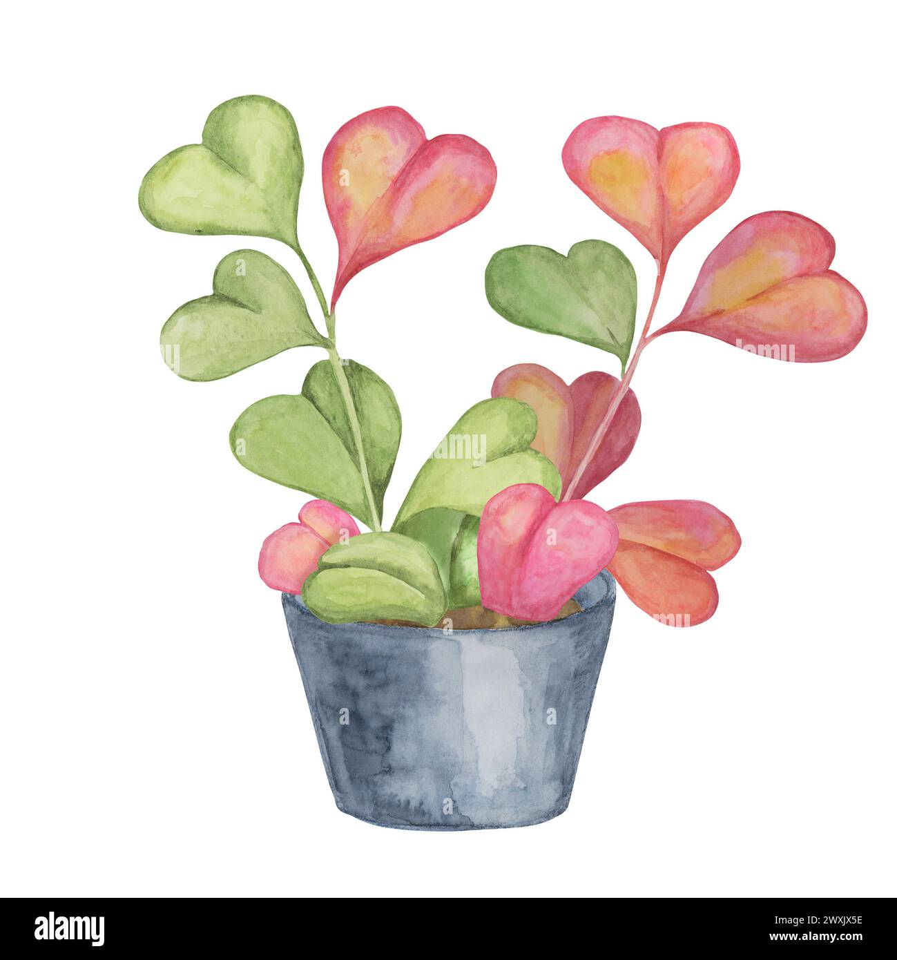 Two hoya kerrii plants in watercolor. Pink, green Hoya kerrii love ...