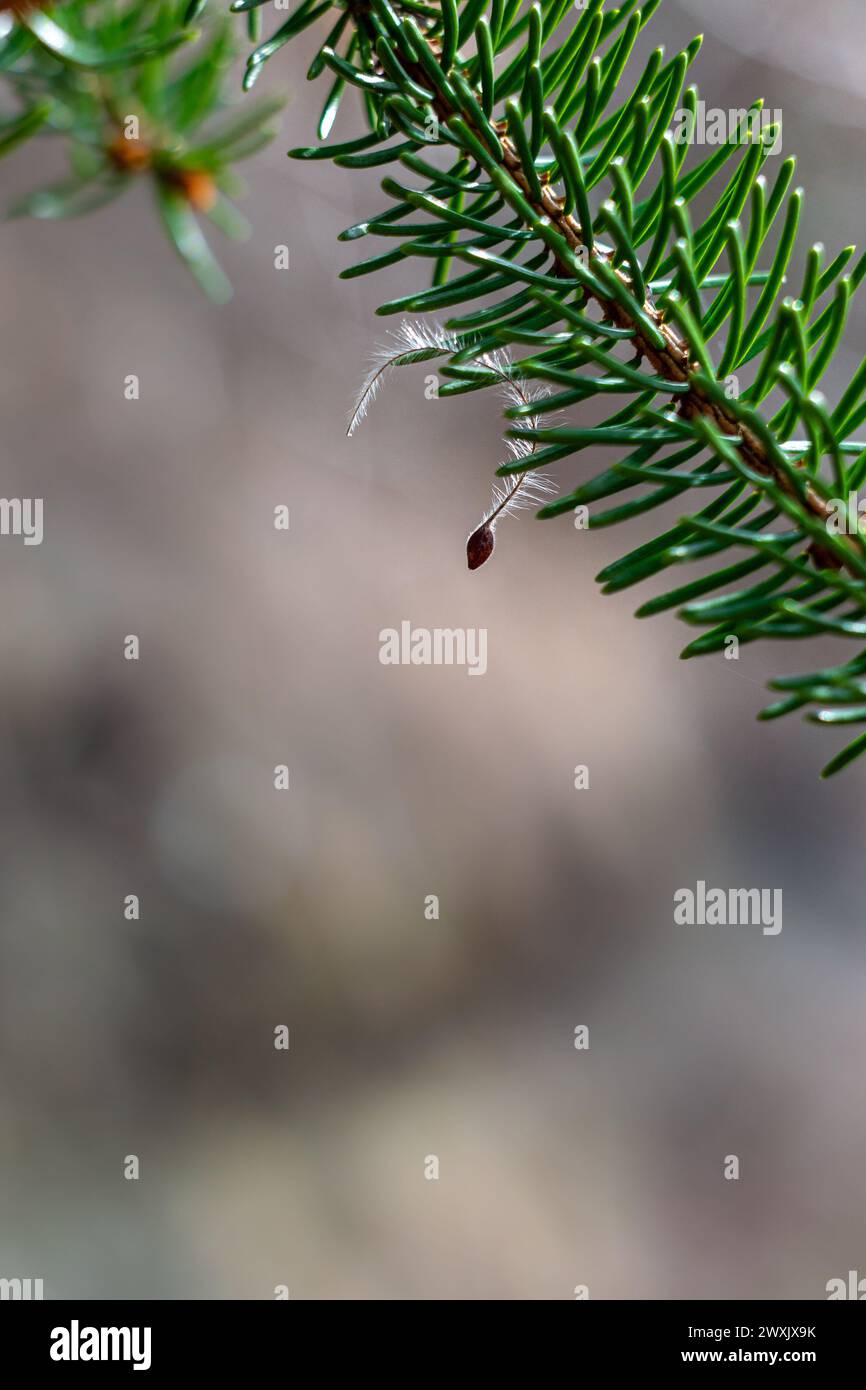fluffy shrub seeds macro, manchurian clematis seeds Stock Photo - Alamy