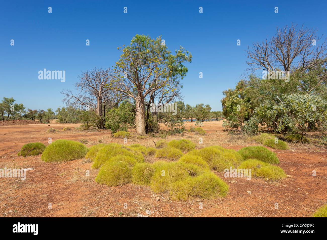 Typical scenery of spinifex and boab trees near Fitzroy Crossing ...