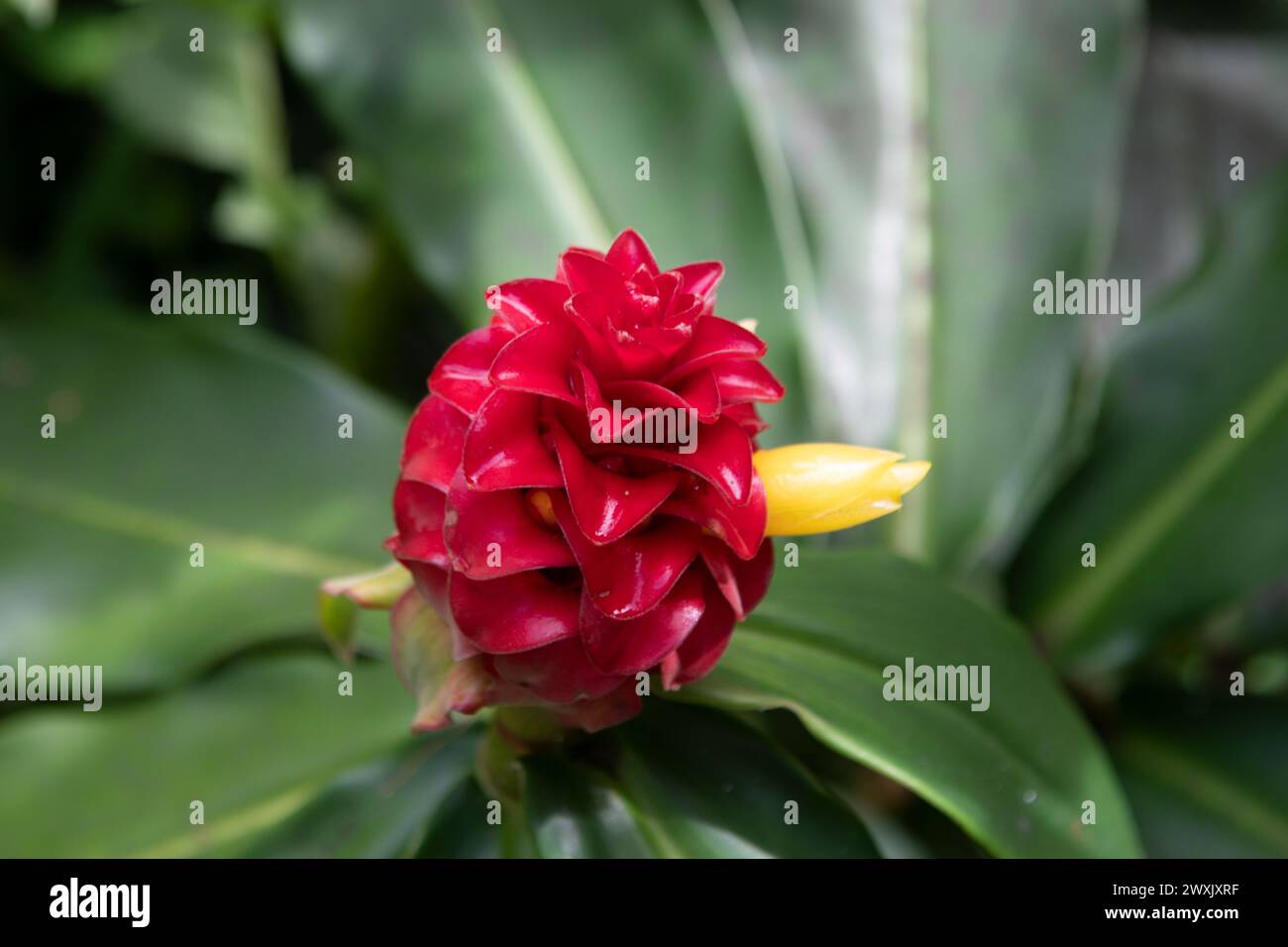 Red tropical flower and green background. Red hawaiian ginger Alpinia ...