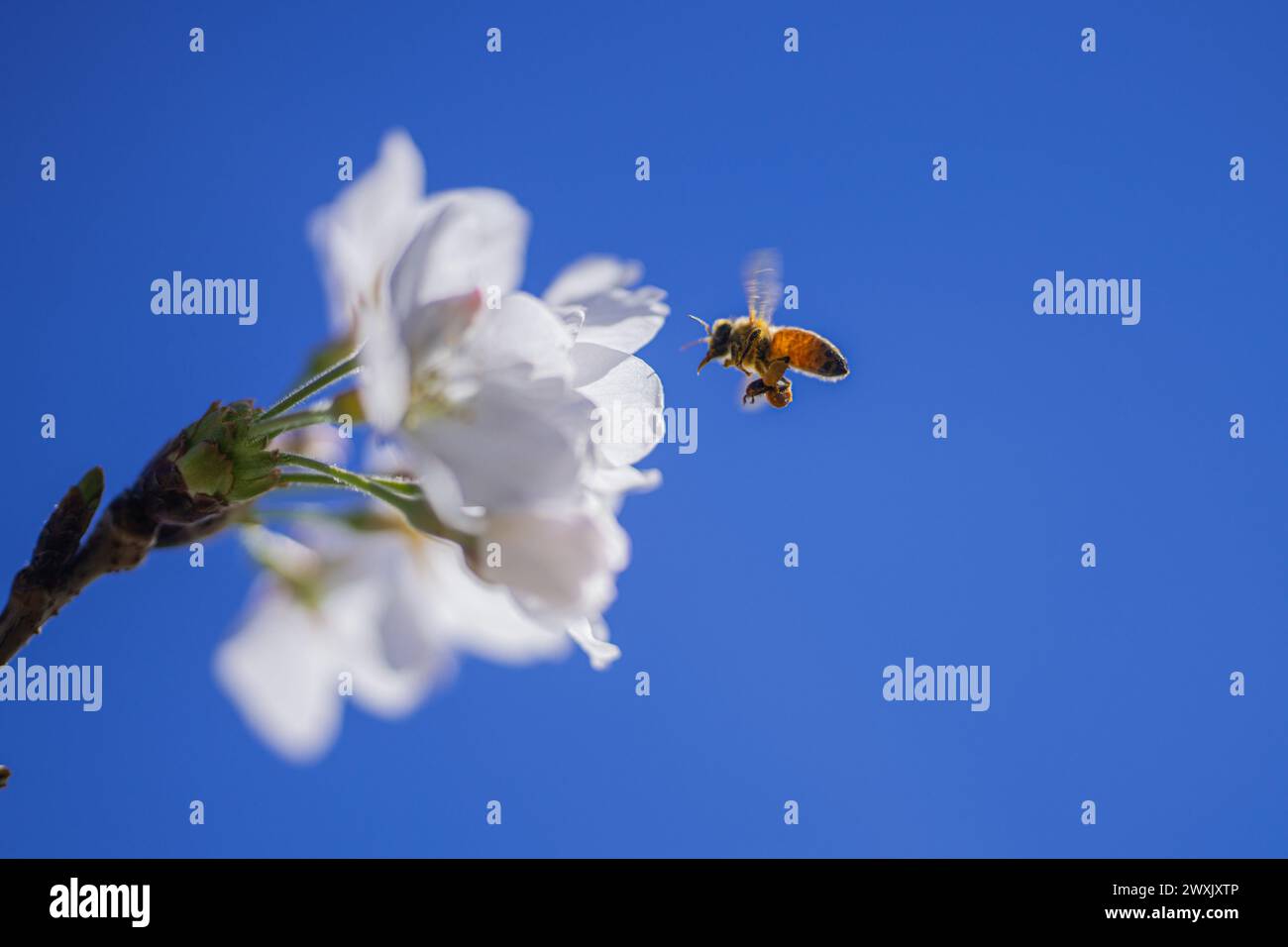 Flying honey bee collecting pollen at white flower. Bee flying over the ...
