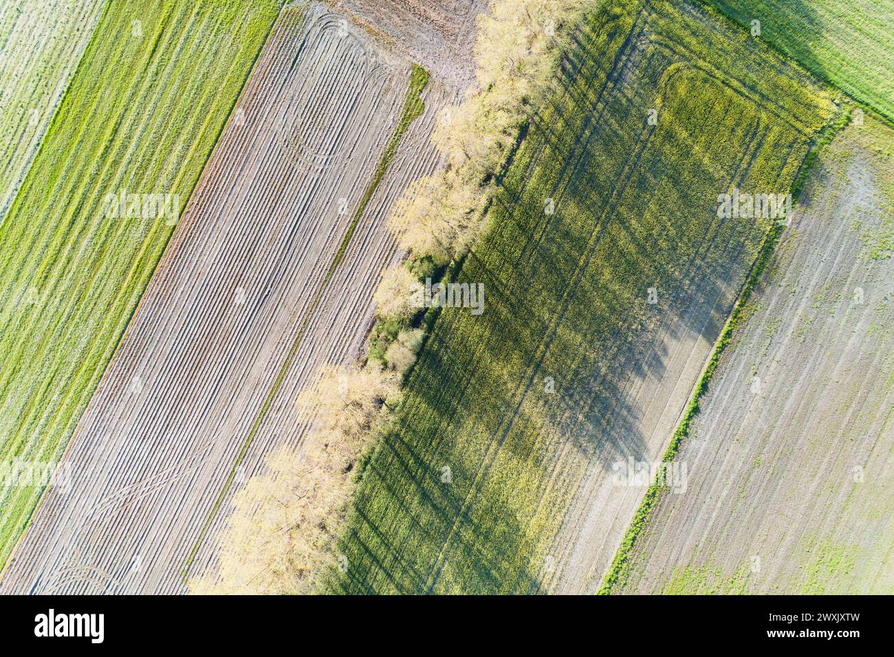 trees and crop fields, aerial top view with a drone Stock Photo - Alamy