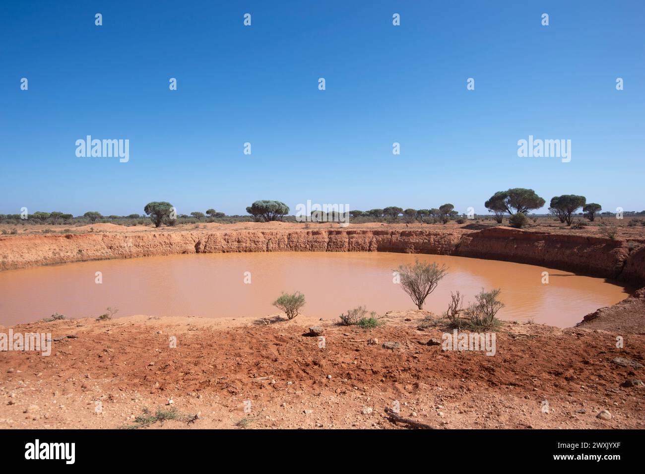 Drinking water for cattle in a man-made dam along the Trans Access Road ...