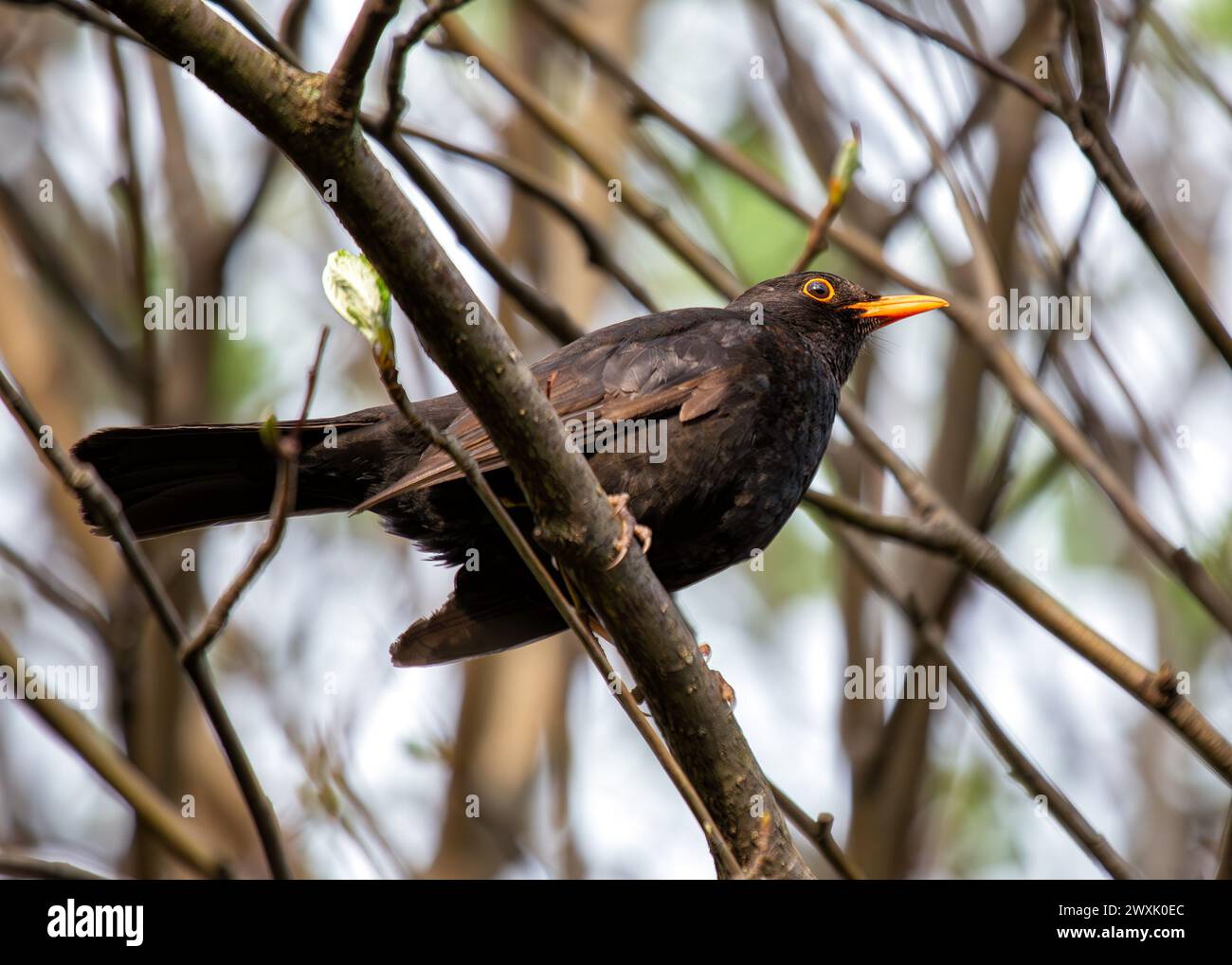 Male Blackbird with jet black plumage sings melodiously in a Kildare ...