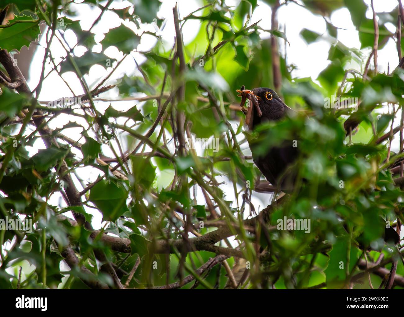 Male Blackbird with jet black plumage sings melodiously in a Kildare ...