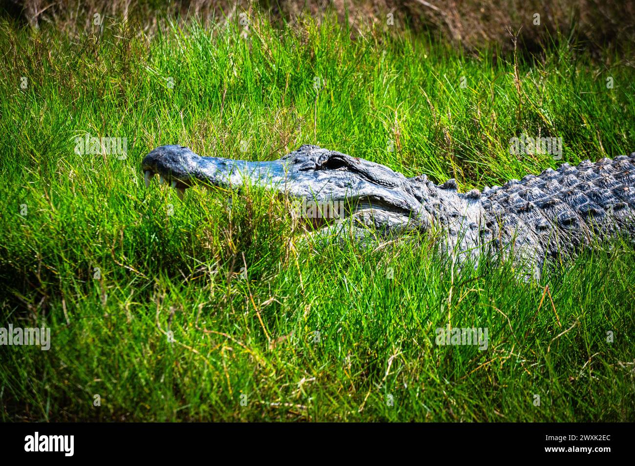 Alligator congregation hi-res stock photography and images - Alamy