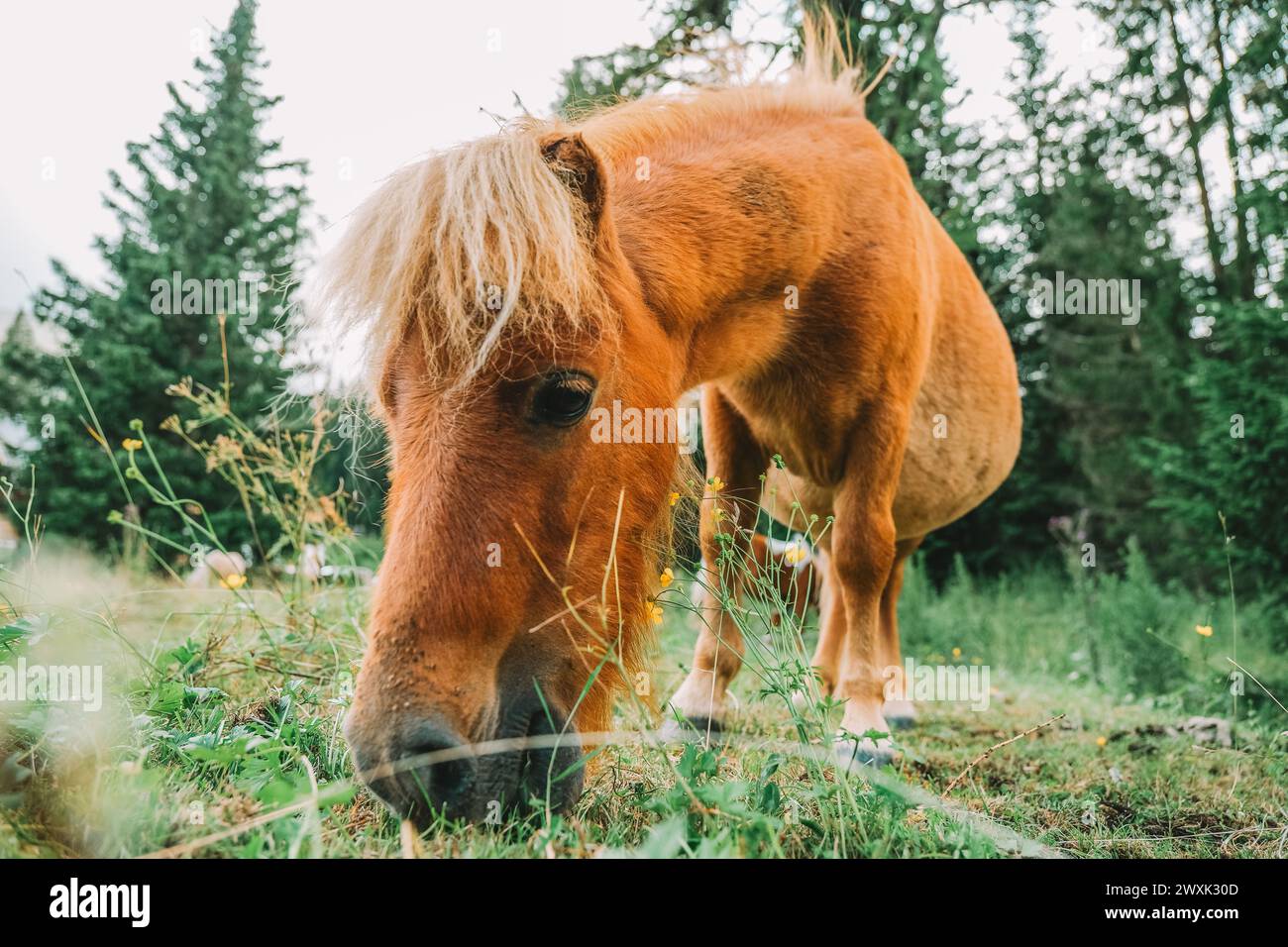 Red pony eats grass in a pasture.Pony farm in Lungau, Austria. Pony ...