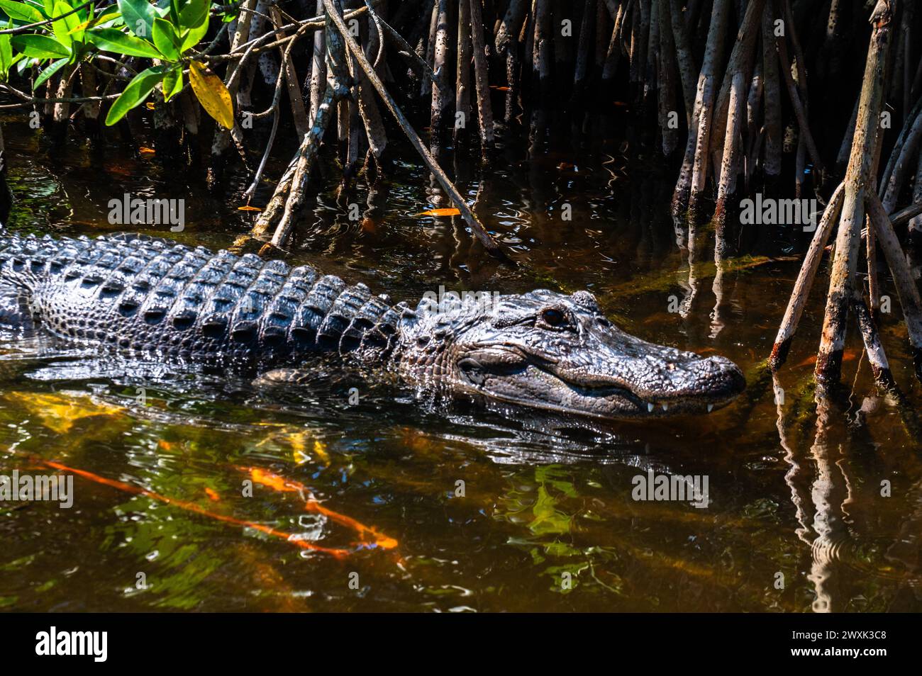 Alligator congregation hi-res stock photography and images - Alamy