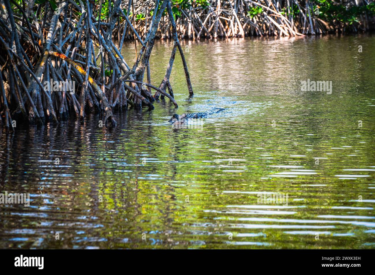 Alligator congregation hi-res stock photography and images - Alamy