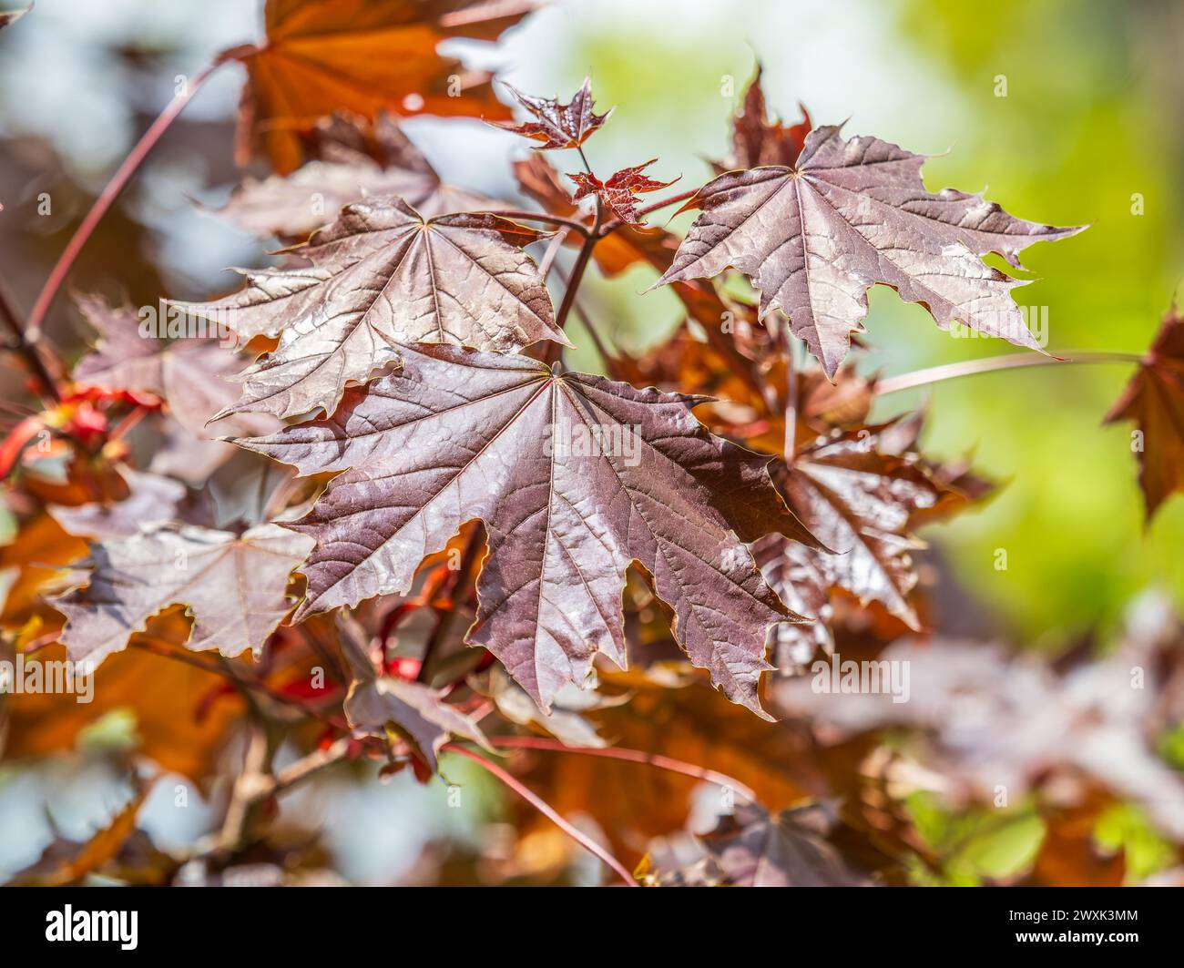 Tree branch with dark red leaves, Acer platanoides, the Norway maple ...
