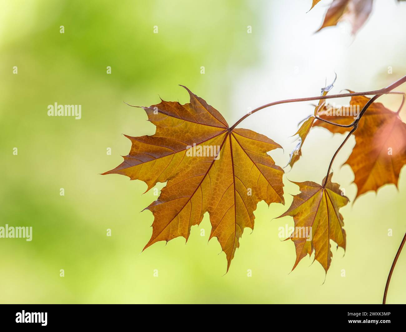 Tree branch with dark red leaves, Acer platanoides, the Norway maple ...