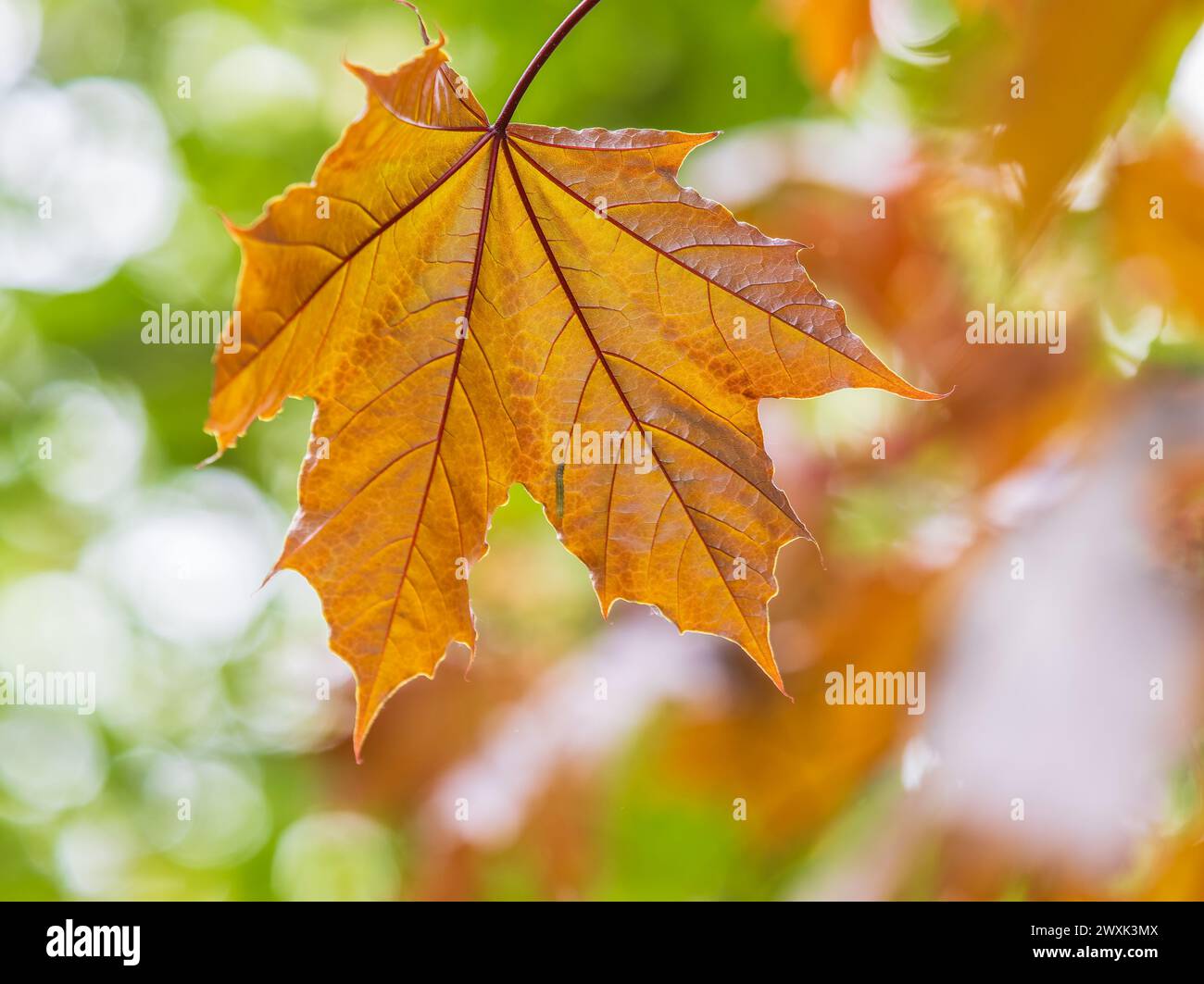 Tree branch with dark red leaves, Acer platanoides, the Norway maple ...