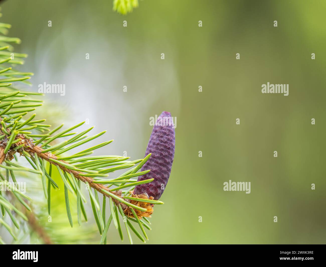 A young female cone of ordinary spruce, it is pink and its scales ...