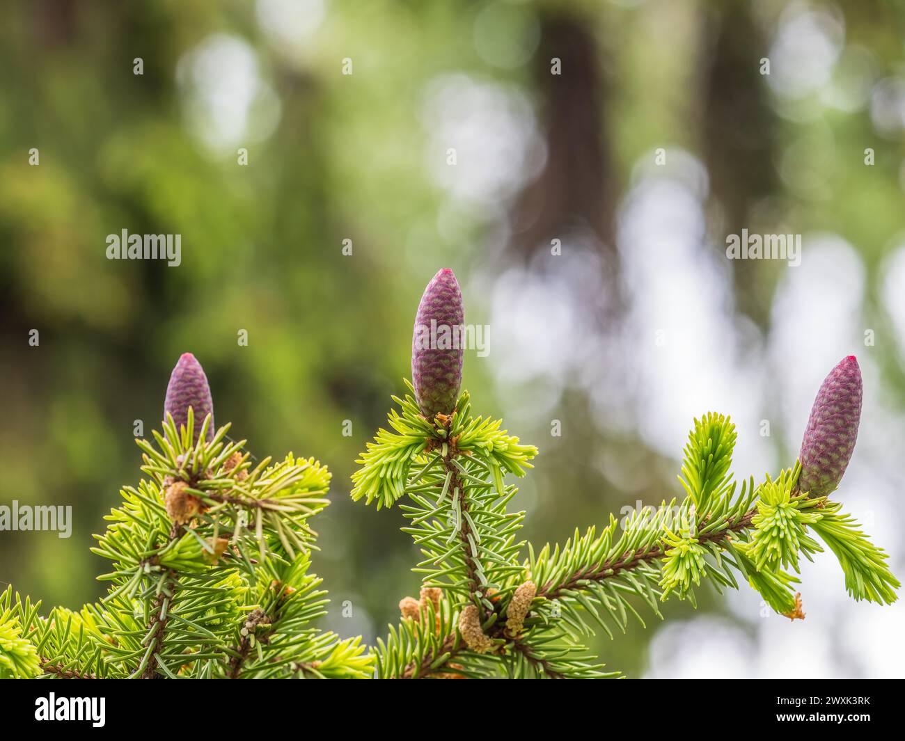 A young female cone of ordinary spruce, it is pink and its scales ...