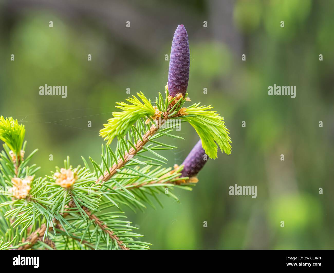 A young female cone of ordinary spruce, it is pink and its scales ...