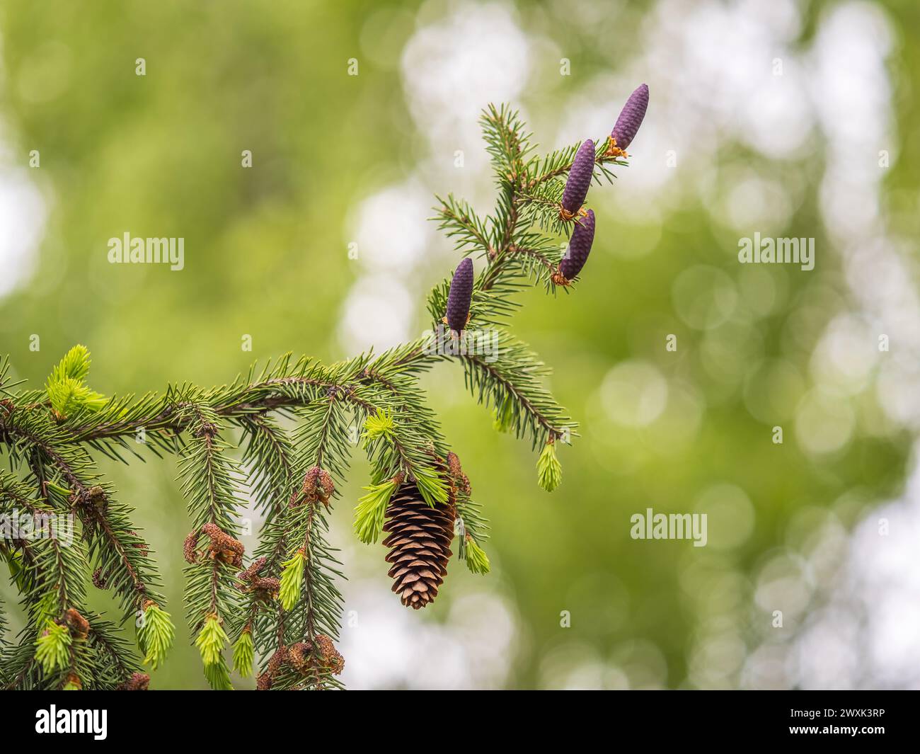 A young female cone of ordinary spruce, it is pink and its scales ...