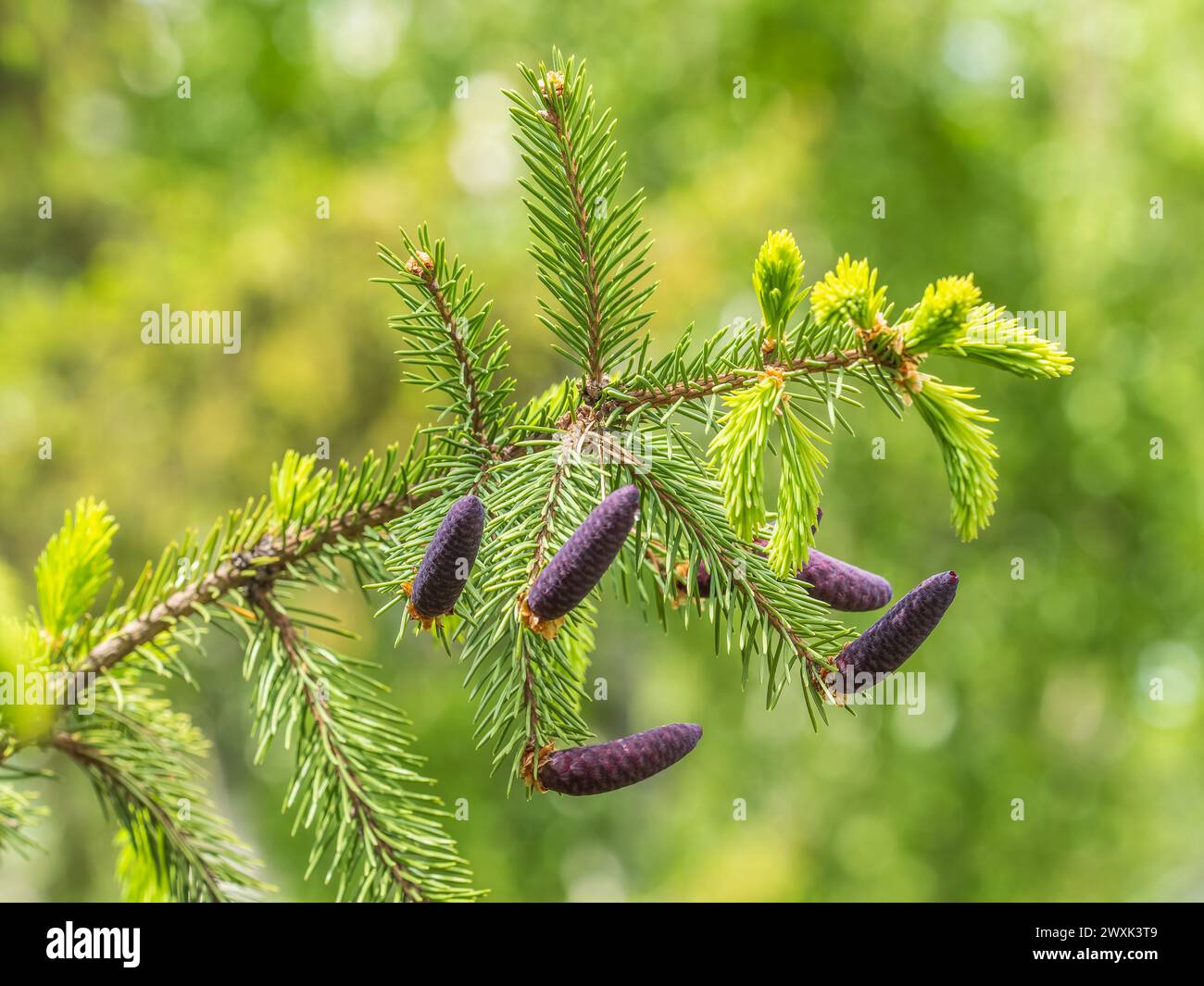 A young female cone of ordinary spruce, it is pink and its scales ...