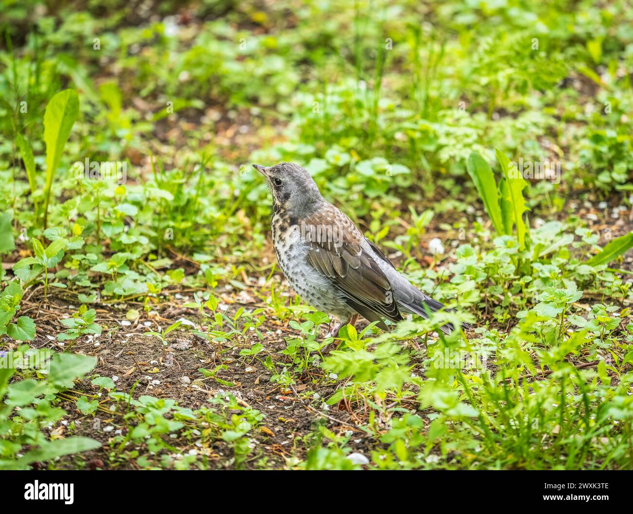 Wood bird Fieldfare on a spring lawn. Fieldfare, Turdus pilaris. Close ...