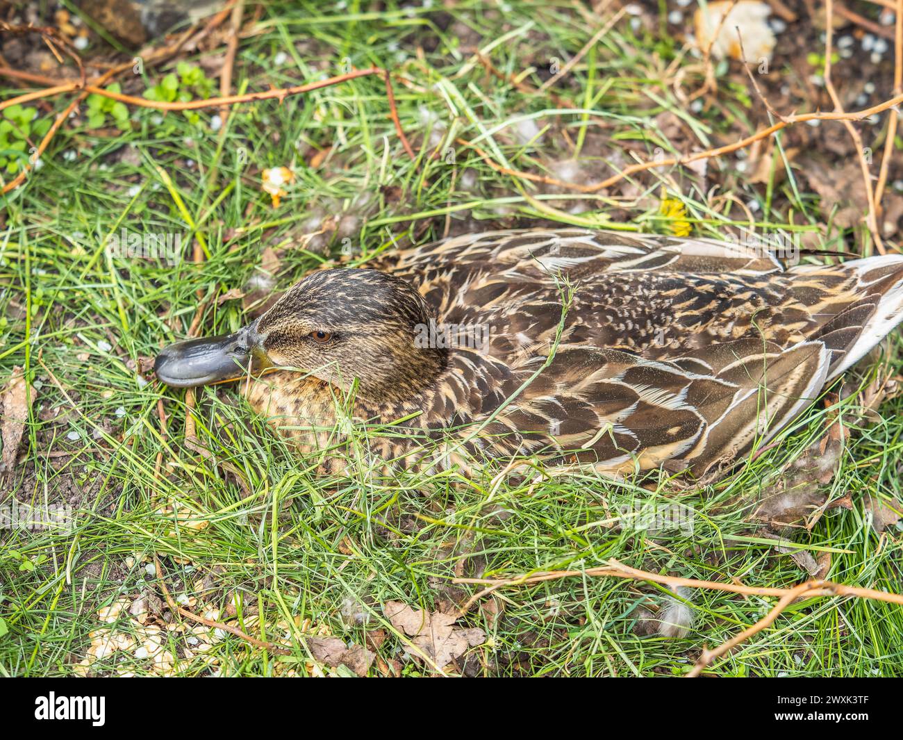 Duck hatching ducklings. Wild ducks in nest Stock Photo - Alamy