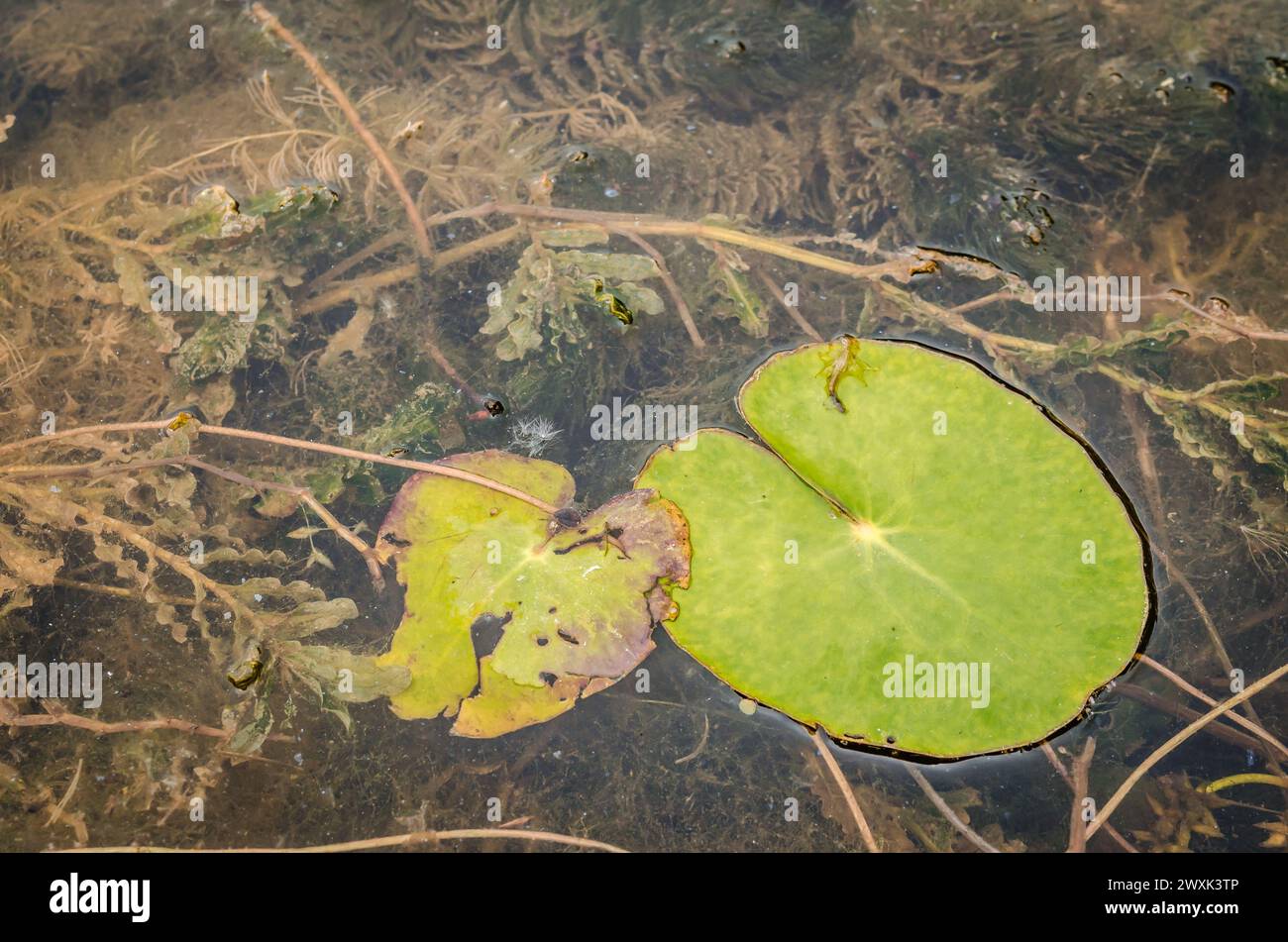 Artificial aquatic plant hi-res stock photography and images - Alamy