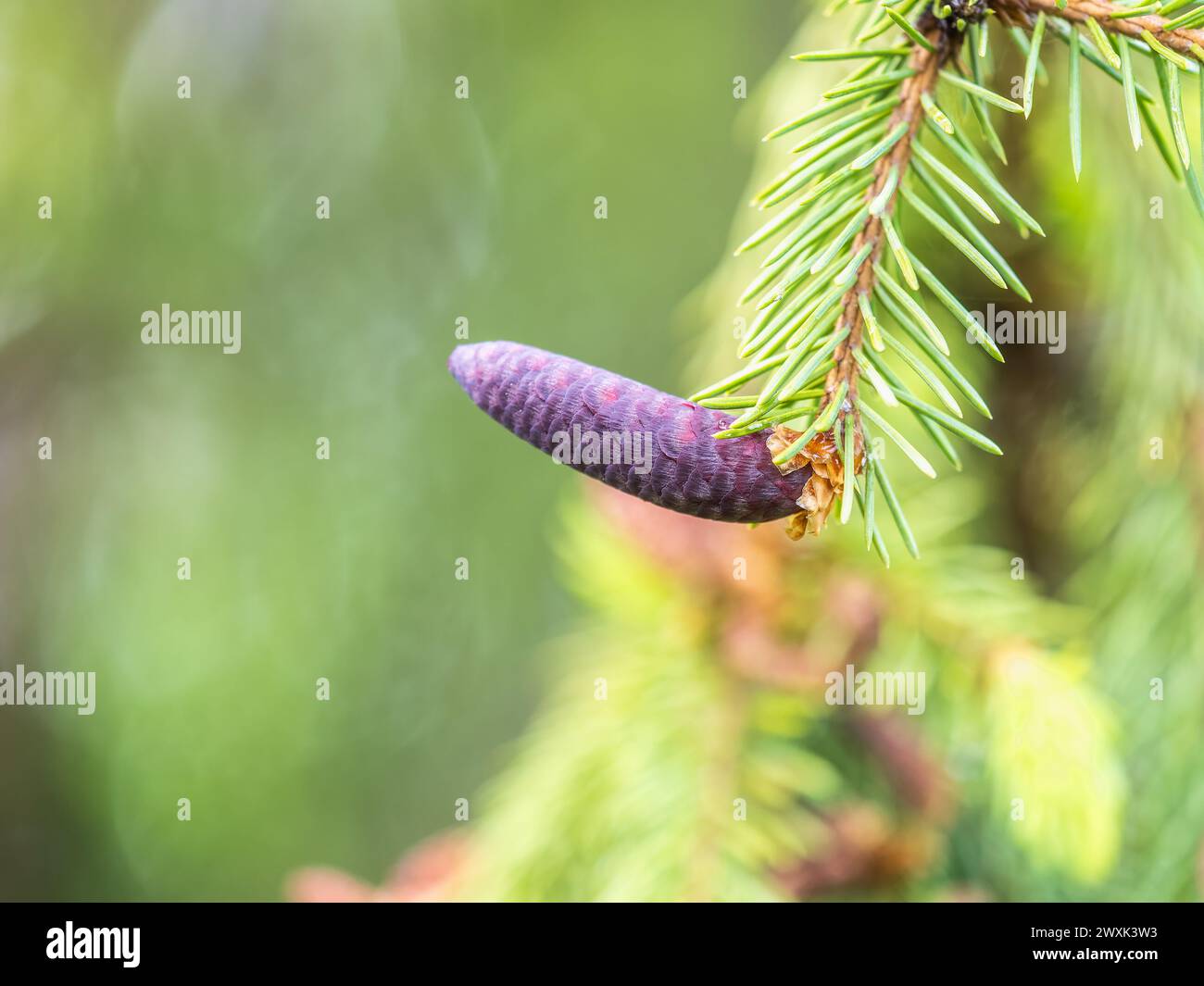 A young female cone of ordinary spruce, it is pink and its scales ...